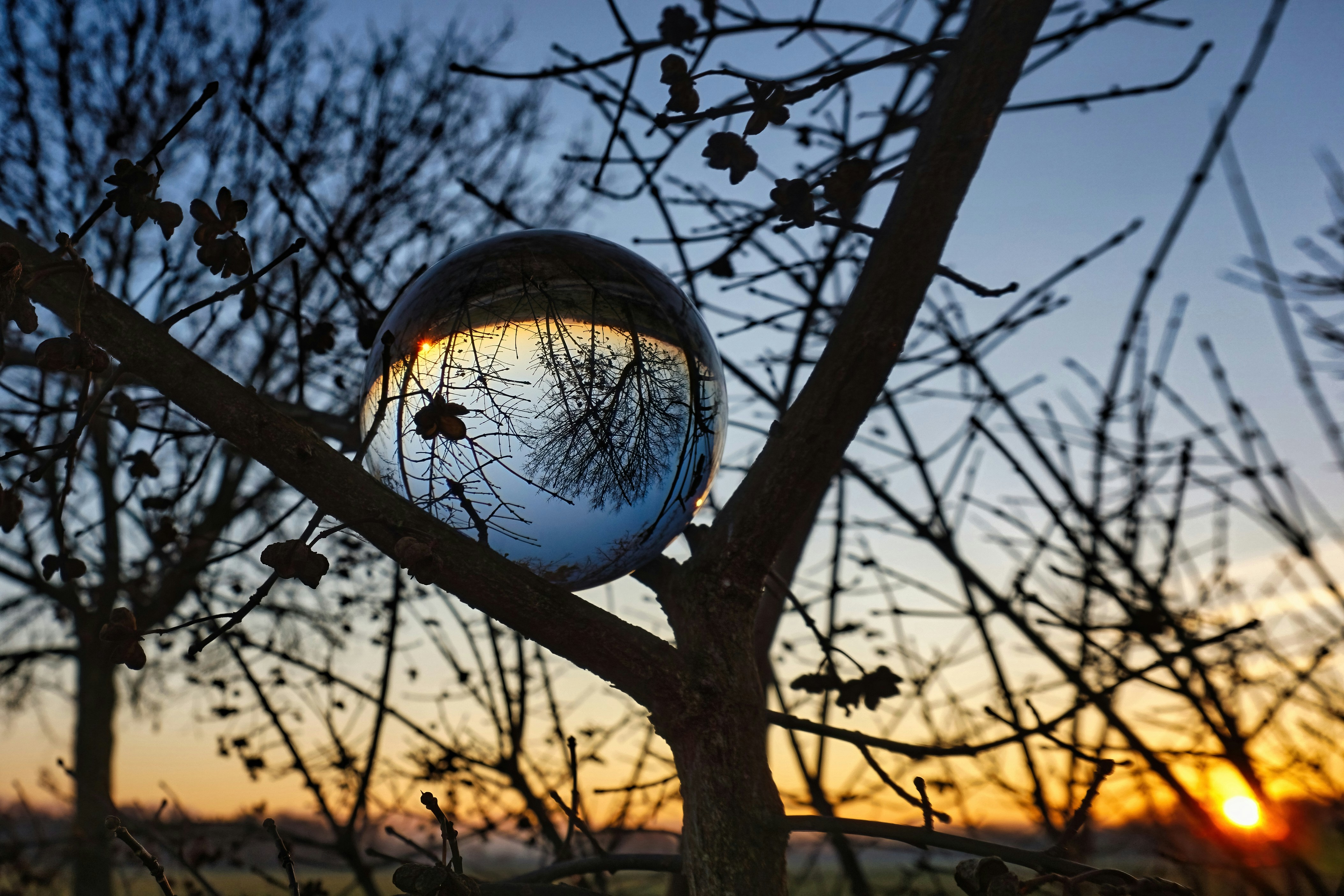 Glass sphere balanced on tree branches reflecting a sunset sky and silhouetted trees.