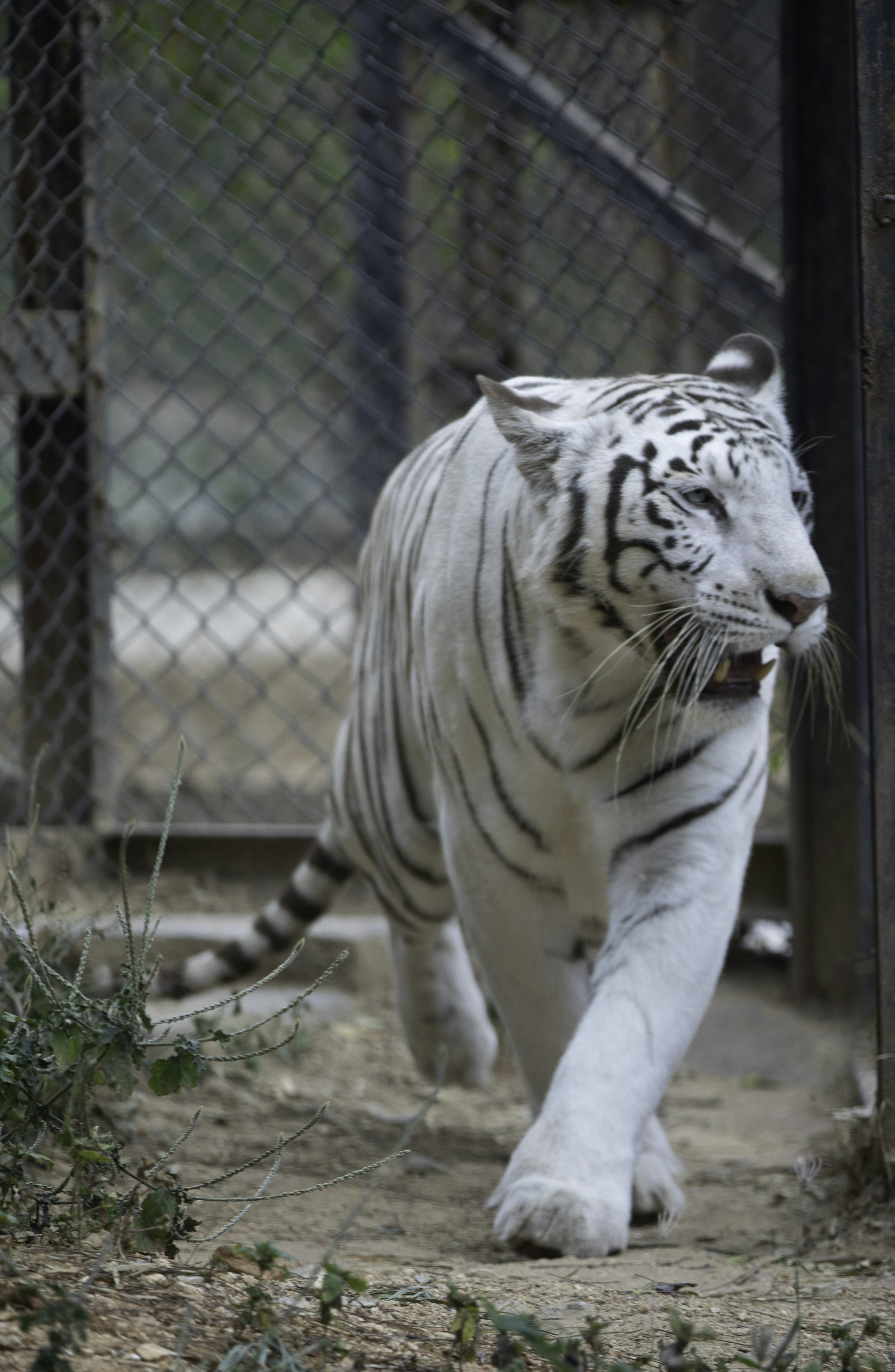 Grace in the Grid: A White Tiger Emerges Through the Enclosure