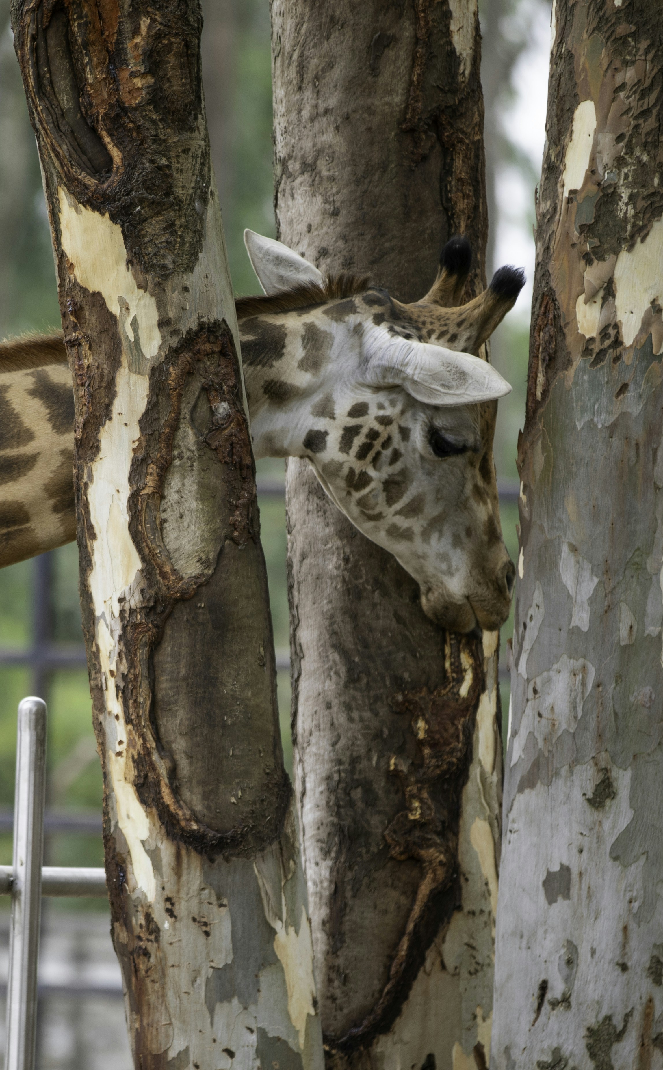 Giraffe Peeks Between Barking Giants