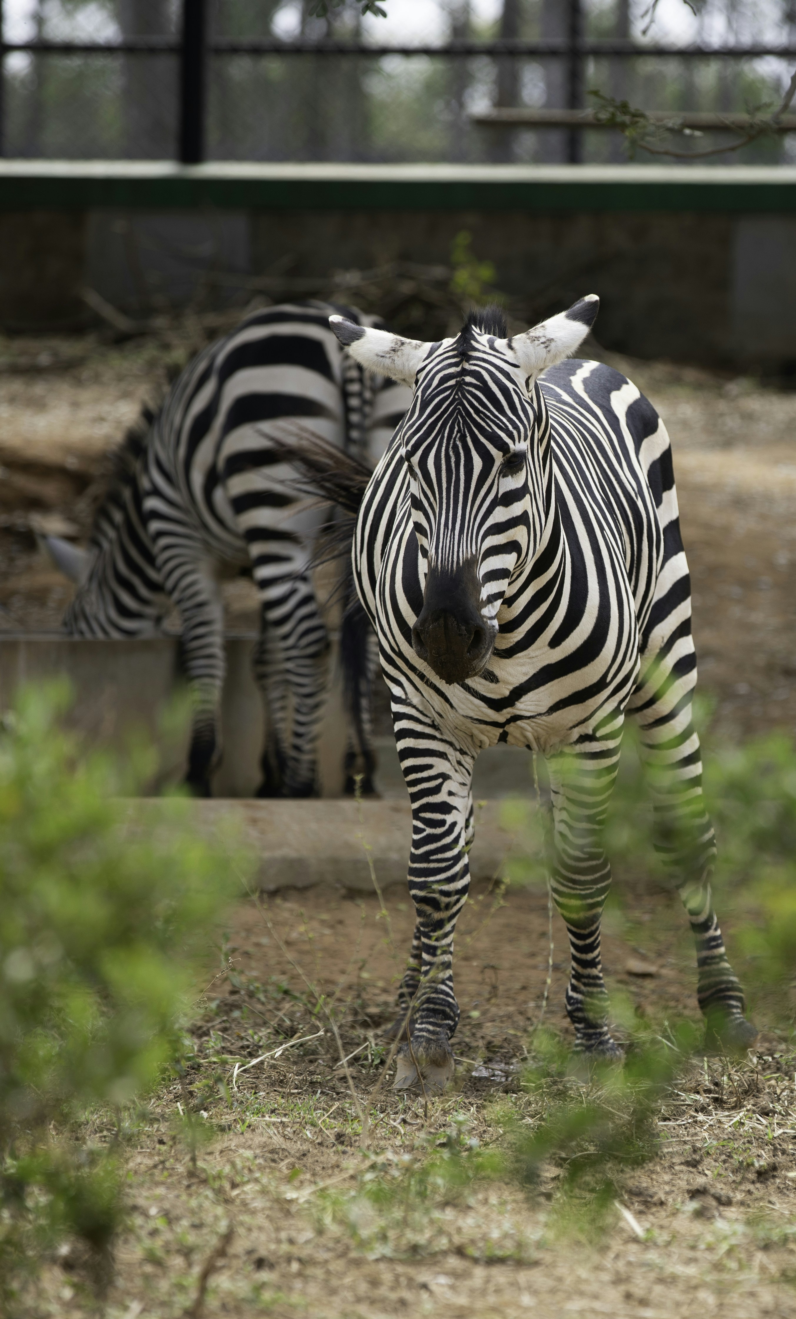 Un par de cebras de pie una al lado de la otra foto – Imagen de Animal ...