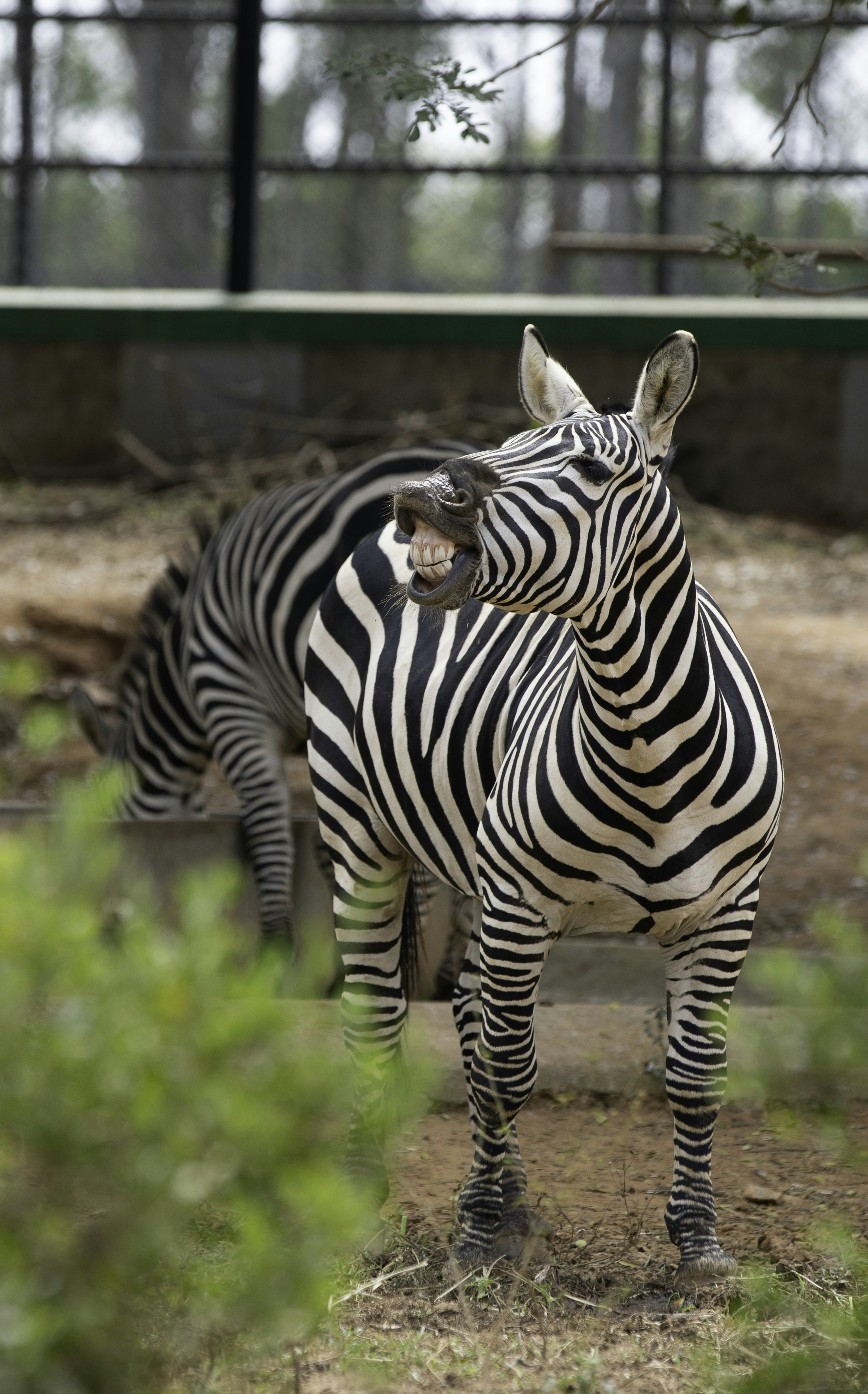 Un par de cebras de pie una al lado de la otra foto – Imagen de Animal ...