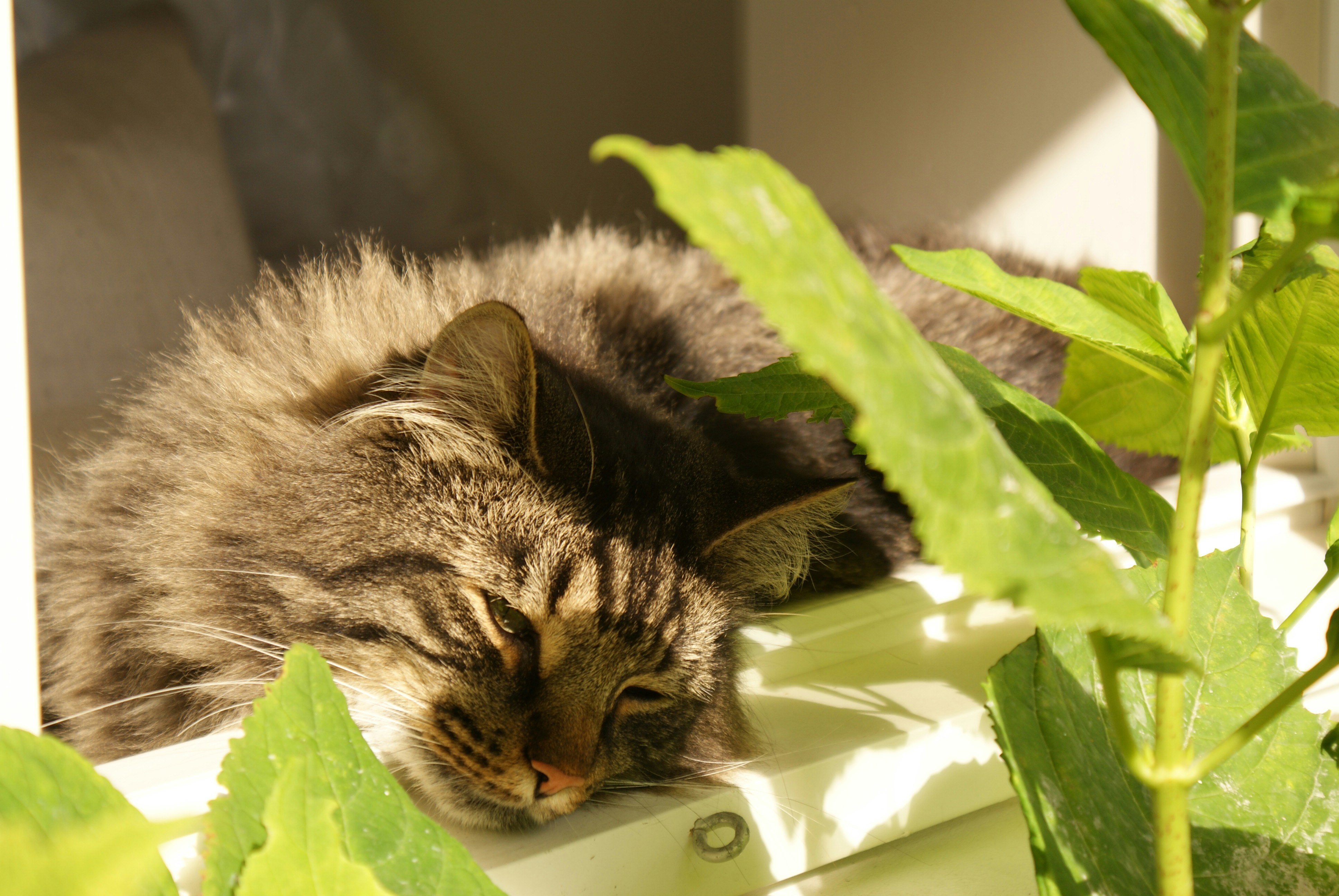 A tabby cat sleeps on a sunlit windowsill, framed by vibrant green leaves.