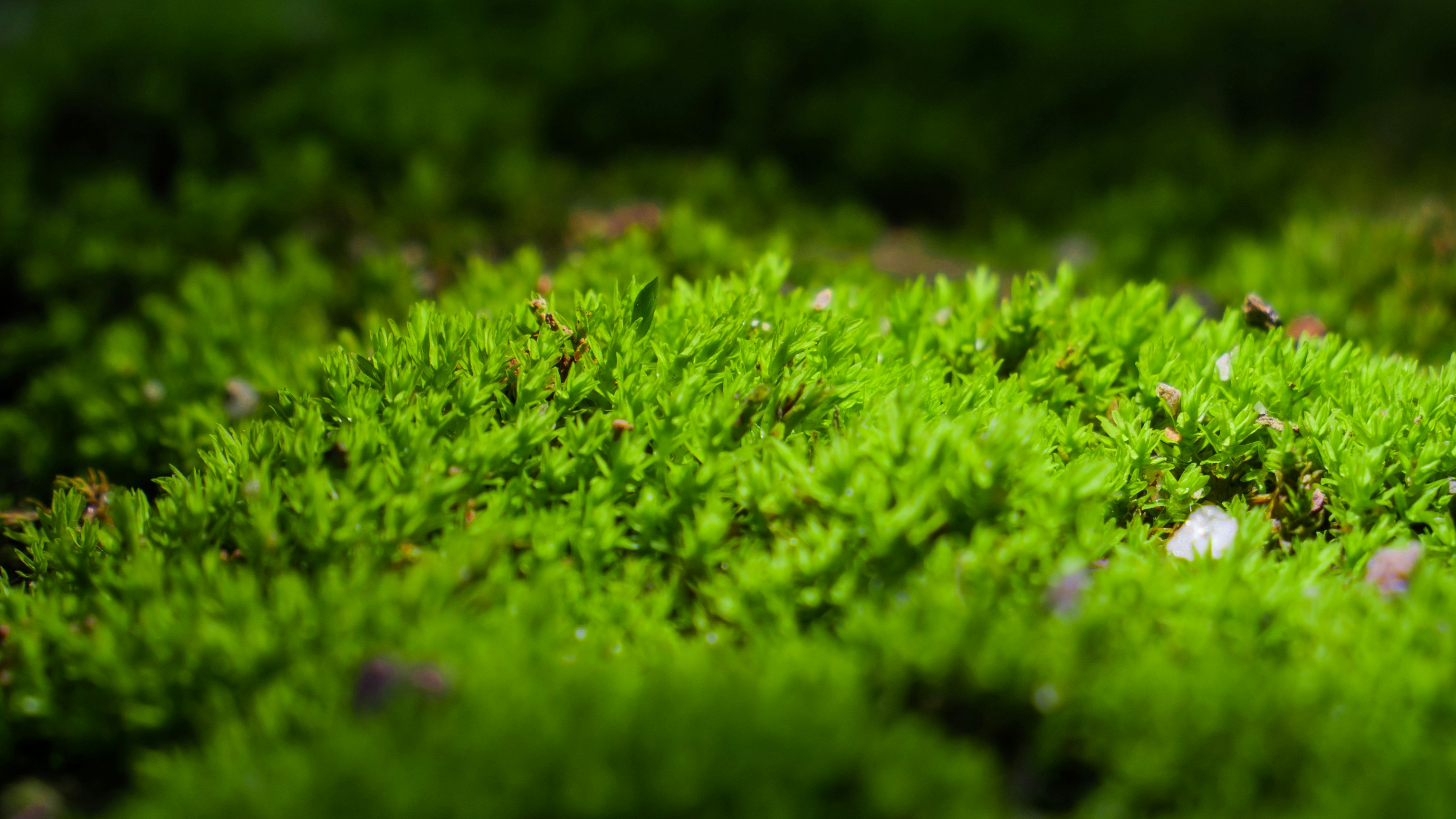 A close up of a patch of green grass photo – Free Green Image on Unsplash