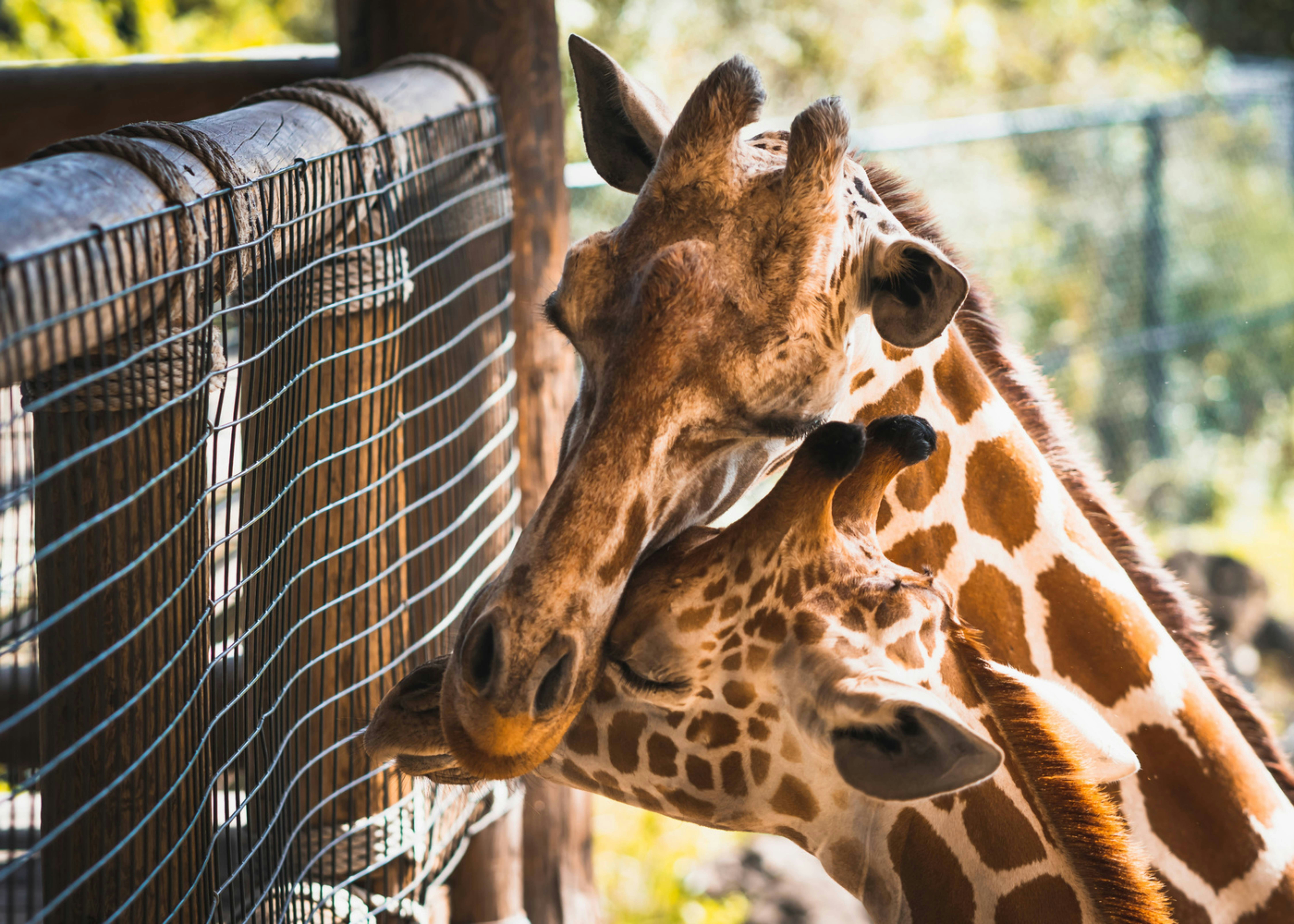 Foto Un par de jirafas de pie una al lado de la otra – Imagen Animal ...