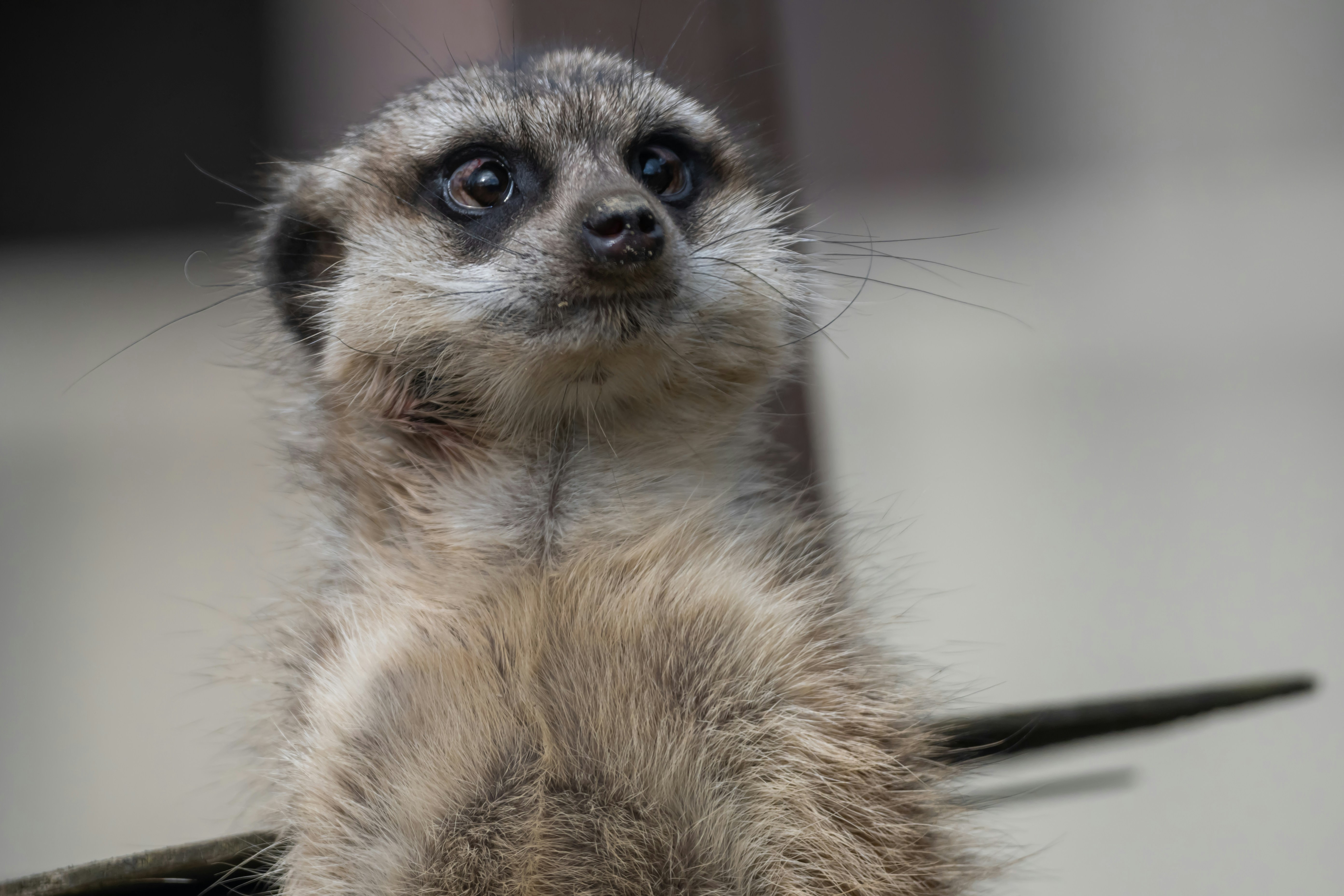 A meerkat gazes intently, showcasing its inquisitive nature against a blurred background. Its fur and expressive eyes draw attention.