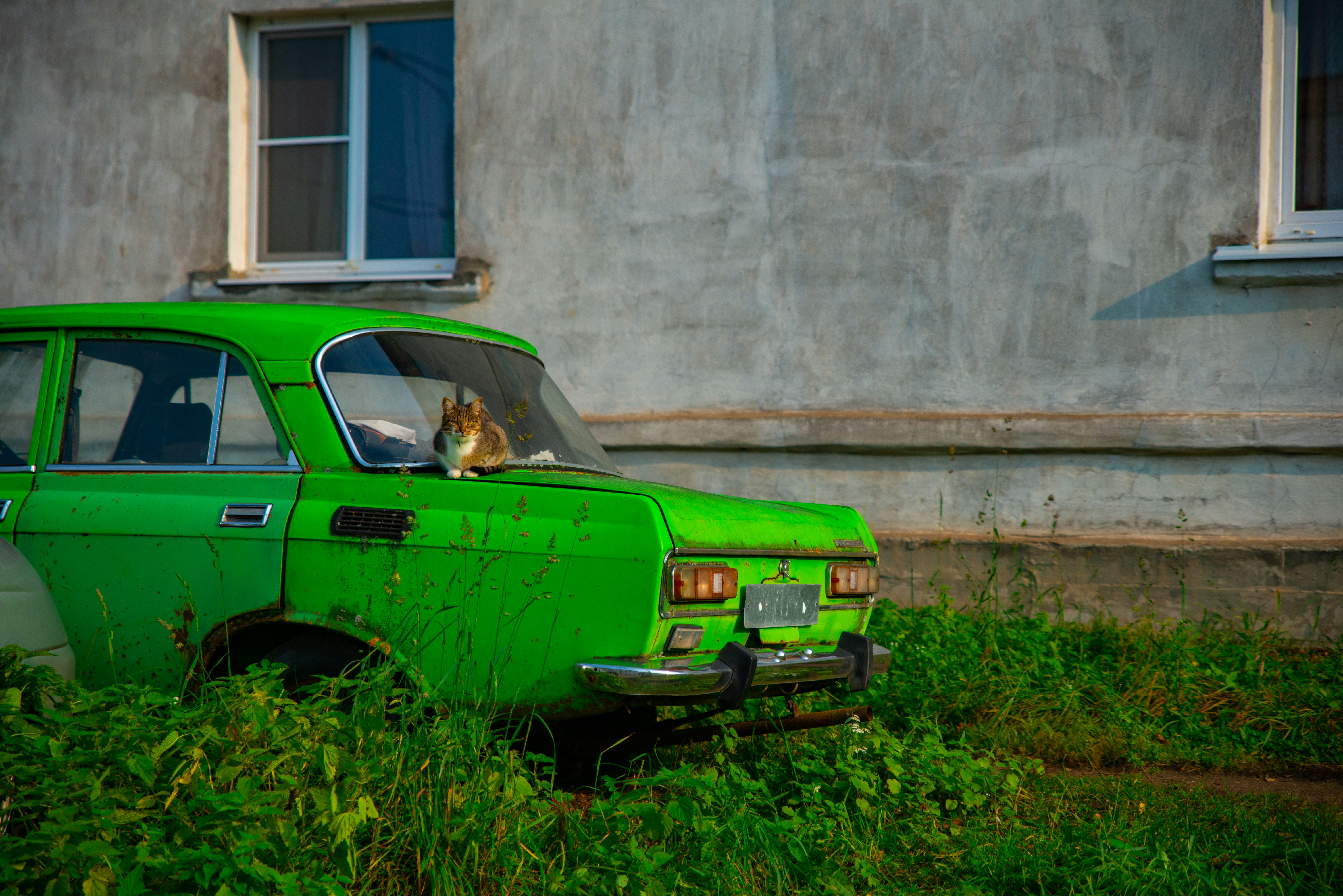 a dog sitting in the window of a green car