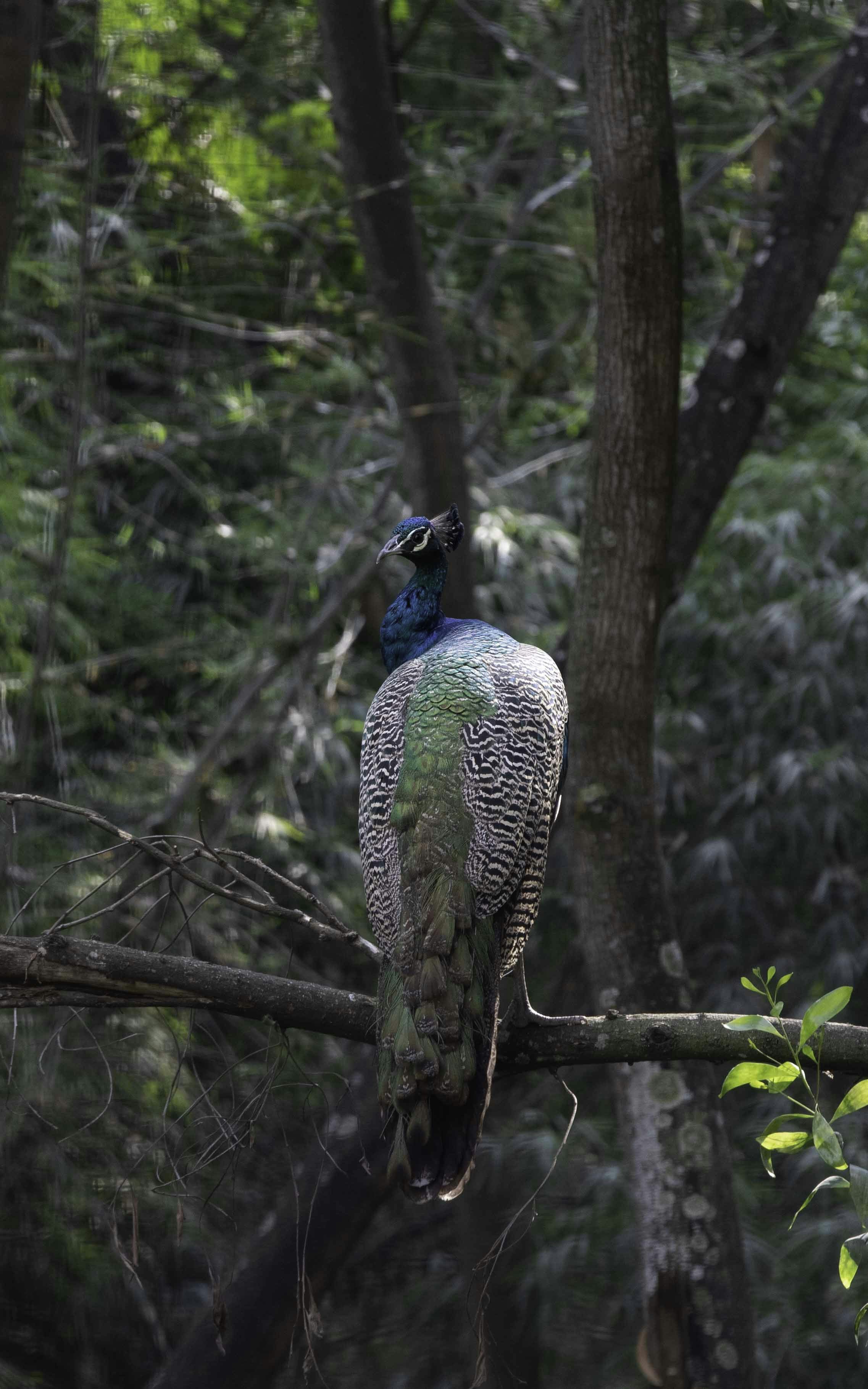 Peacock perched elegantly on a branch amidst lush greenery, showcasing its vibrant plumage. A moment of stillness in a vibrant forest.