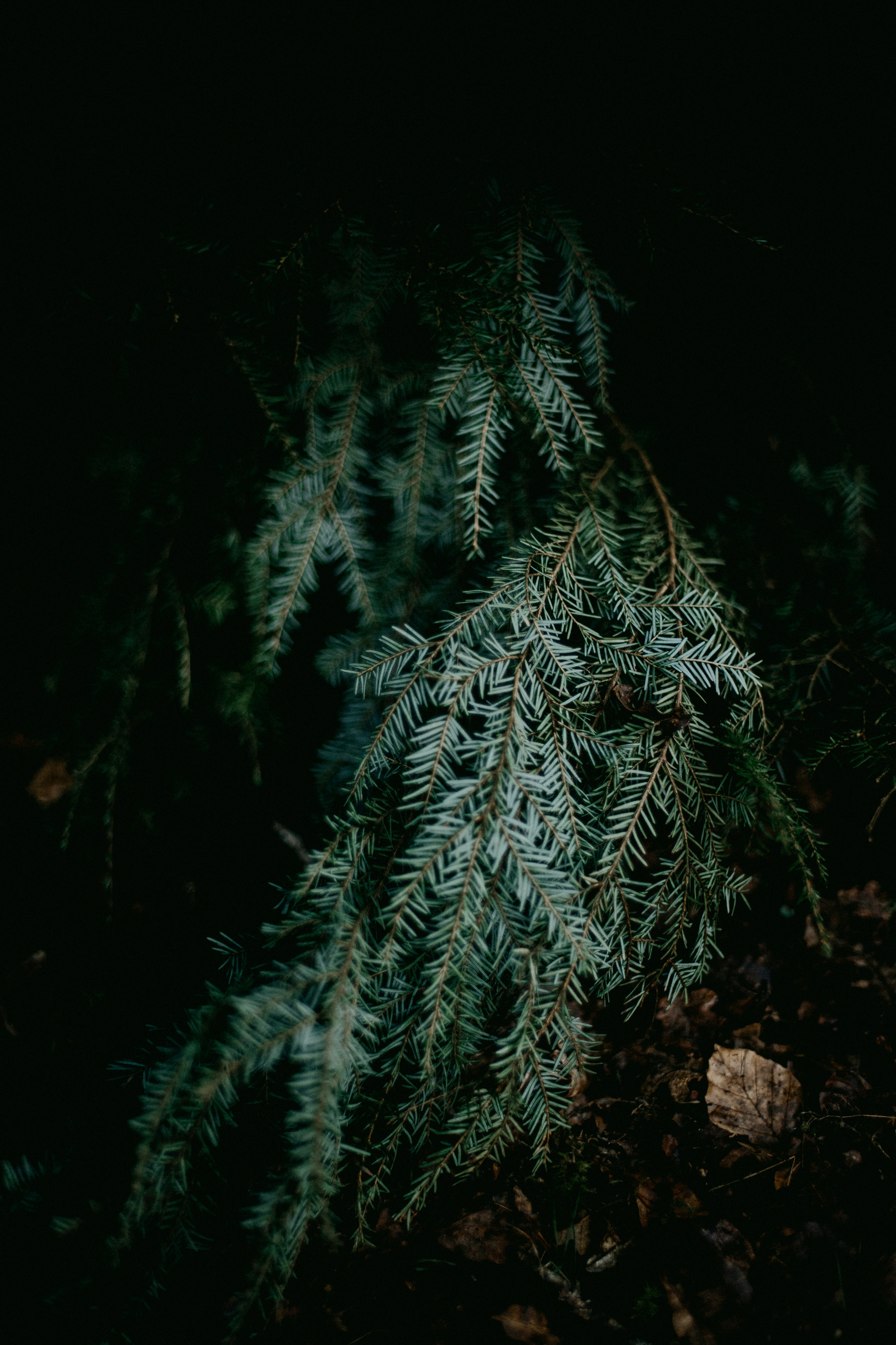 a close up of a pine tree in the dark