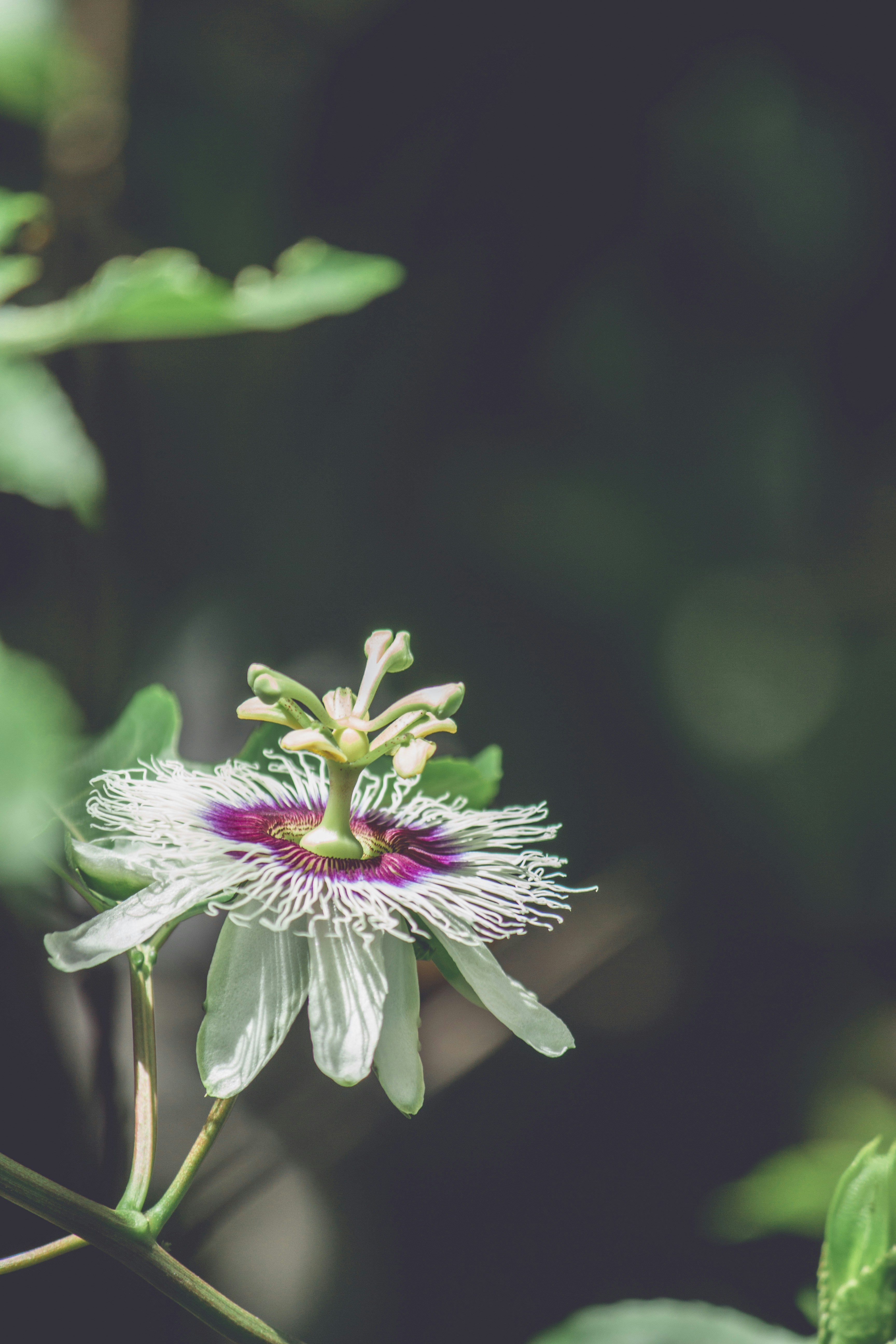 Fragile Crown: macro view of a passionflower against a soft green backdrop