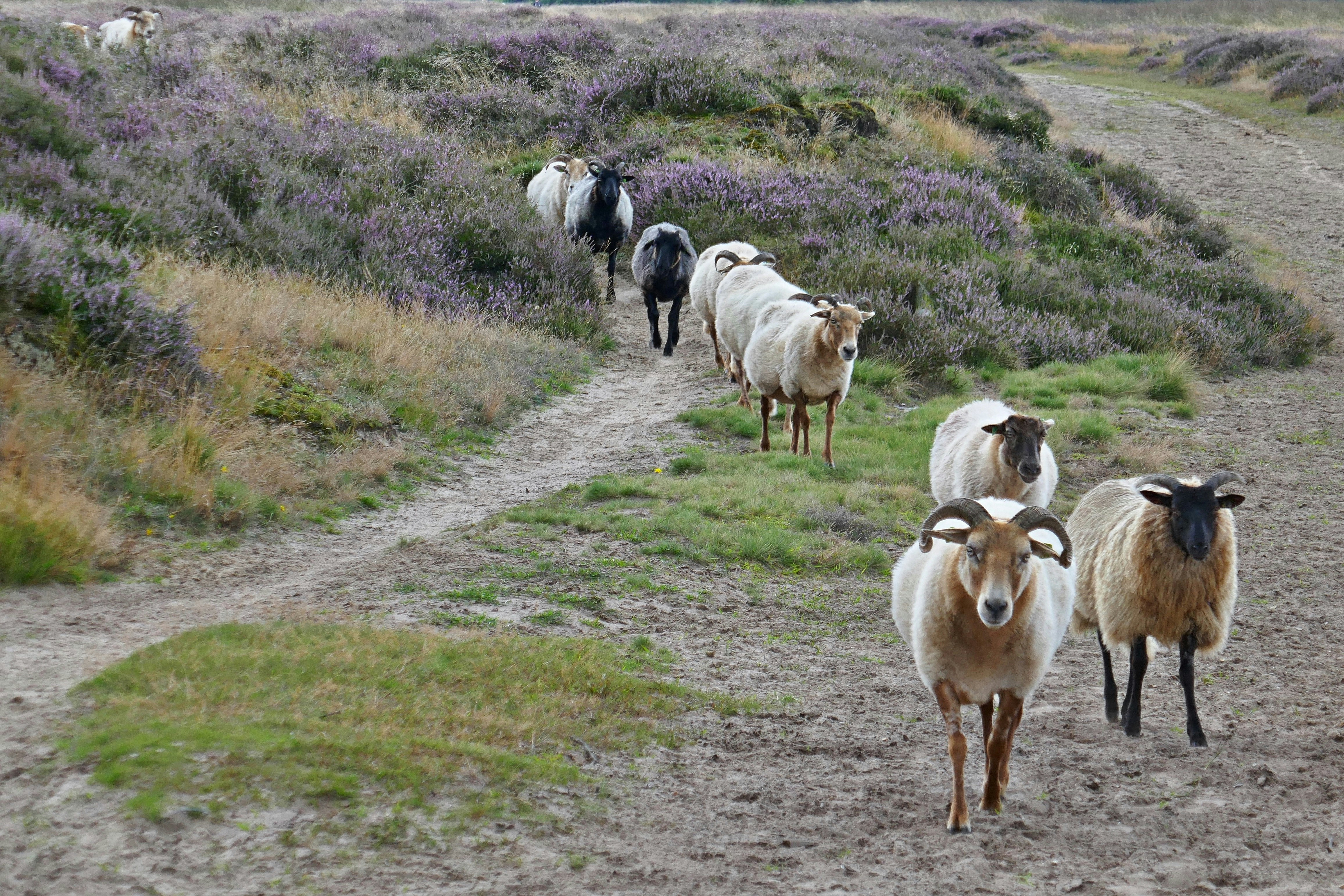 Line of sheep walks along a dirt trail bordered by purple heather. This photograph captures a rural moment as the flock moves toward the distance.
