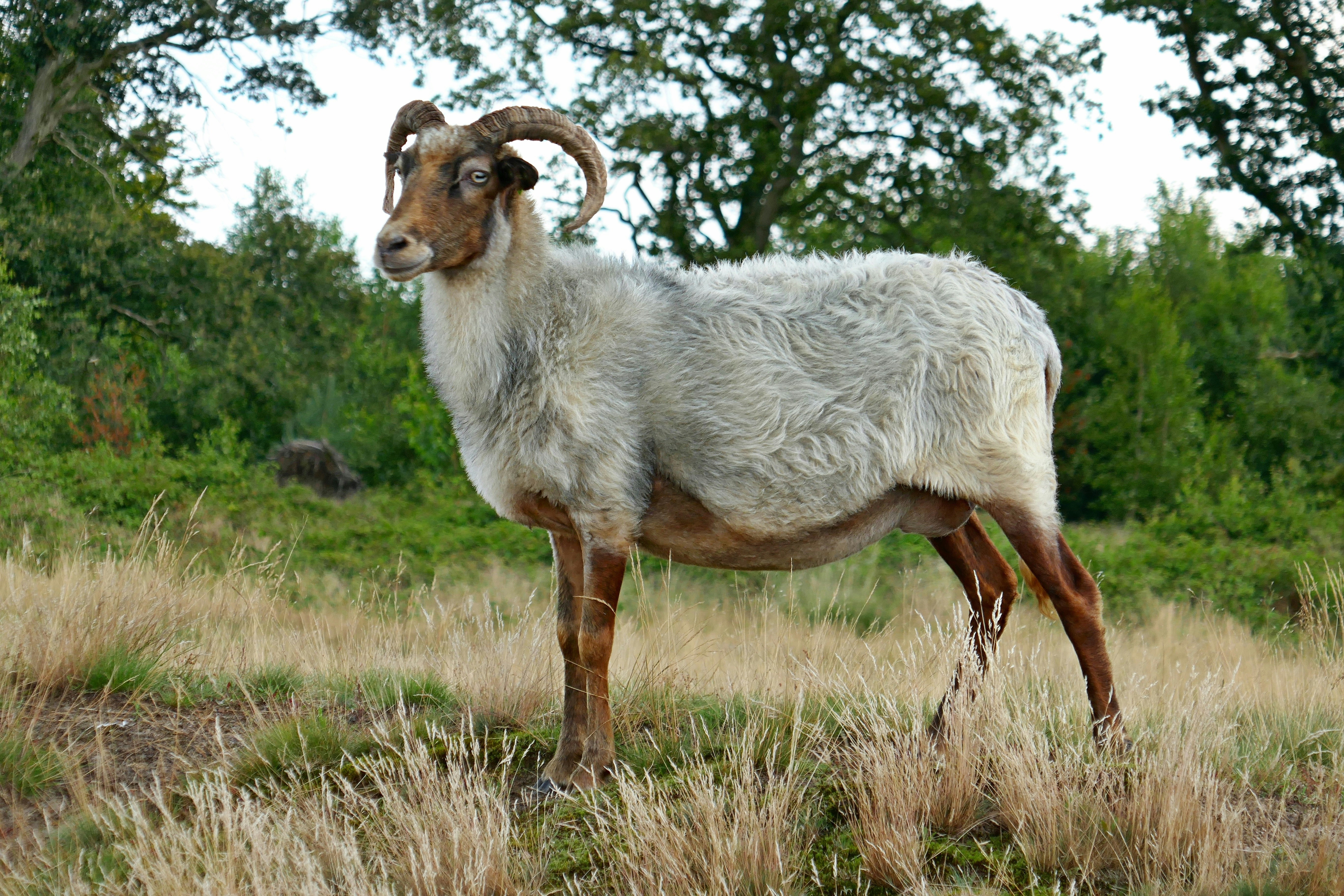 A wild ram stands proudly in a grassy landscape, showcasing its unique horns and textured fur against a backdrop of trees. 