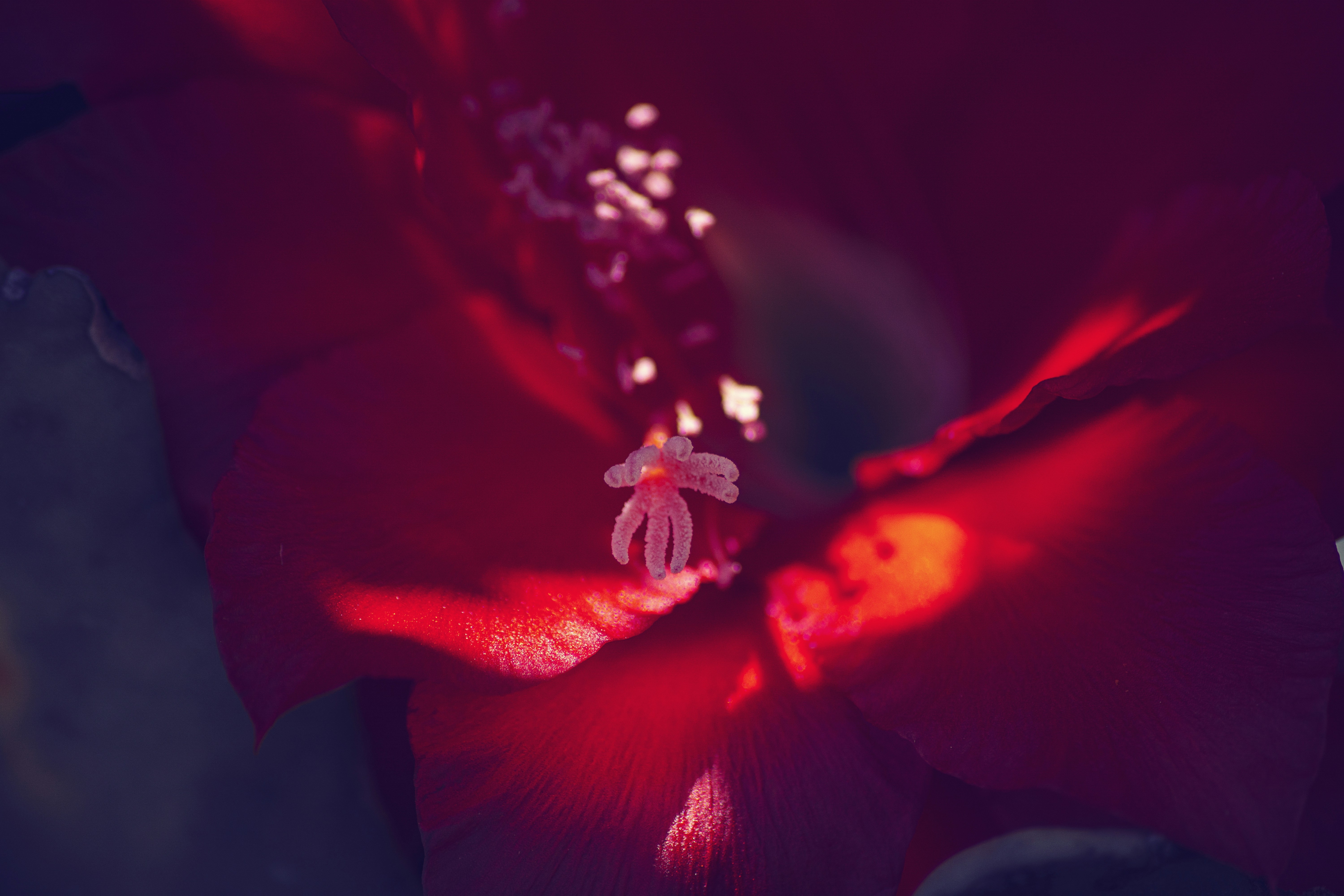 Crimson Core: Neon Light at the Heart of Velvet Petals
