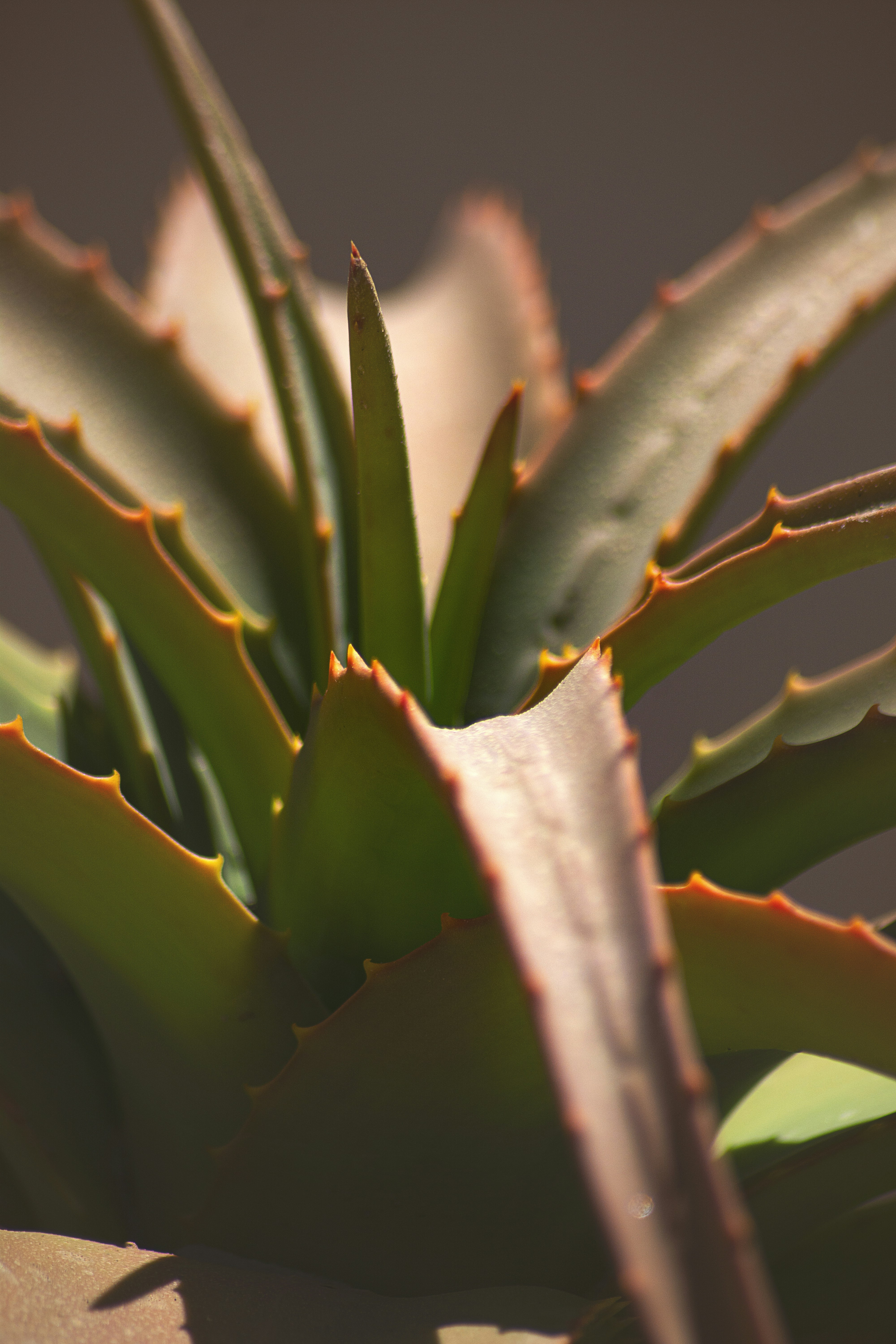 Close-up of aloe vera leaves showcasing their sharp edges and vibrant green hues against a soft background.