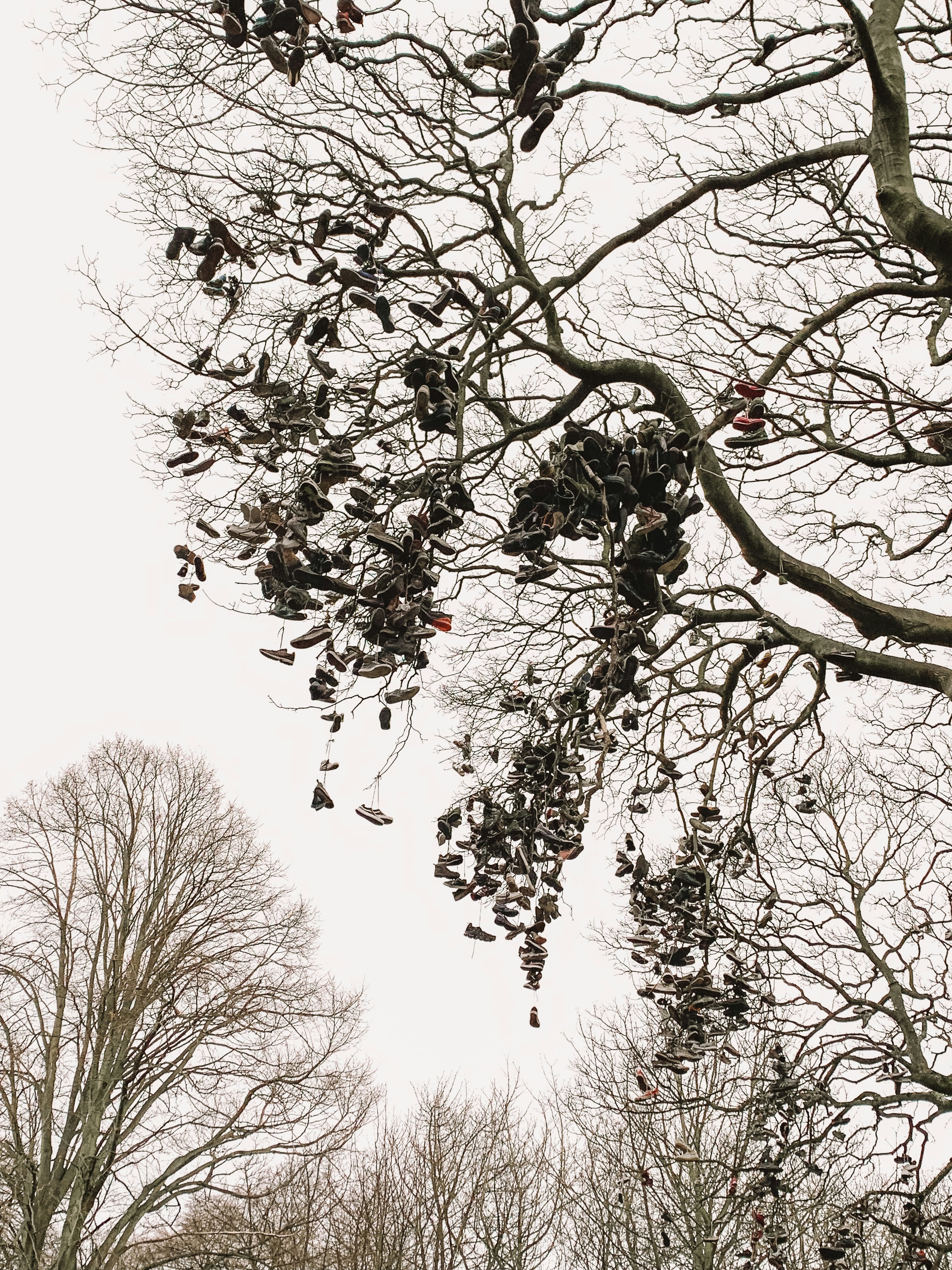 A bunch of shoes hanging from a tree photo – Free Grey Image on Unsplash
