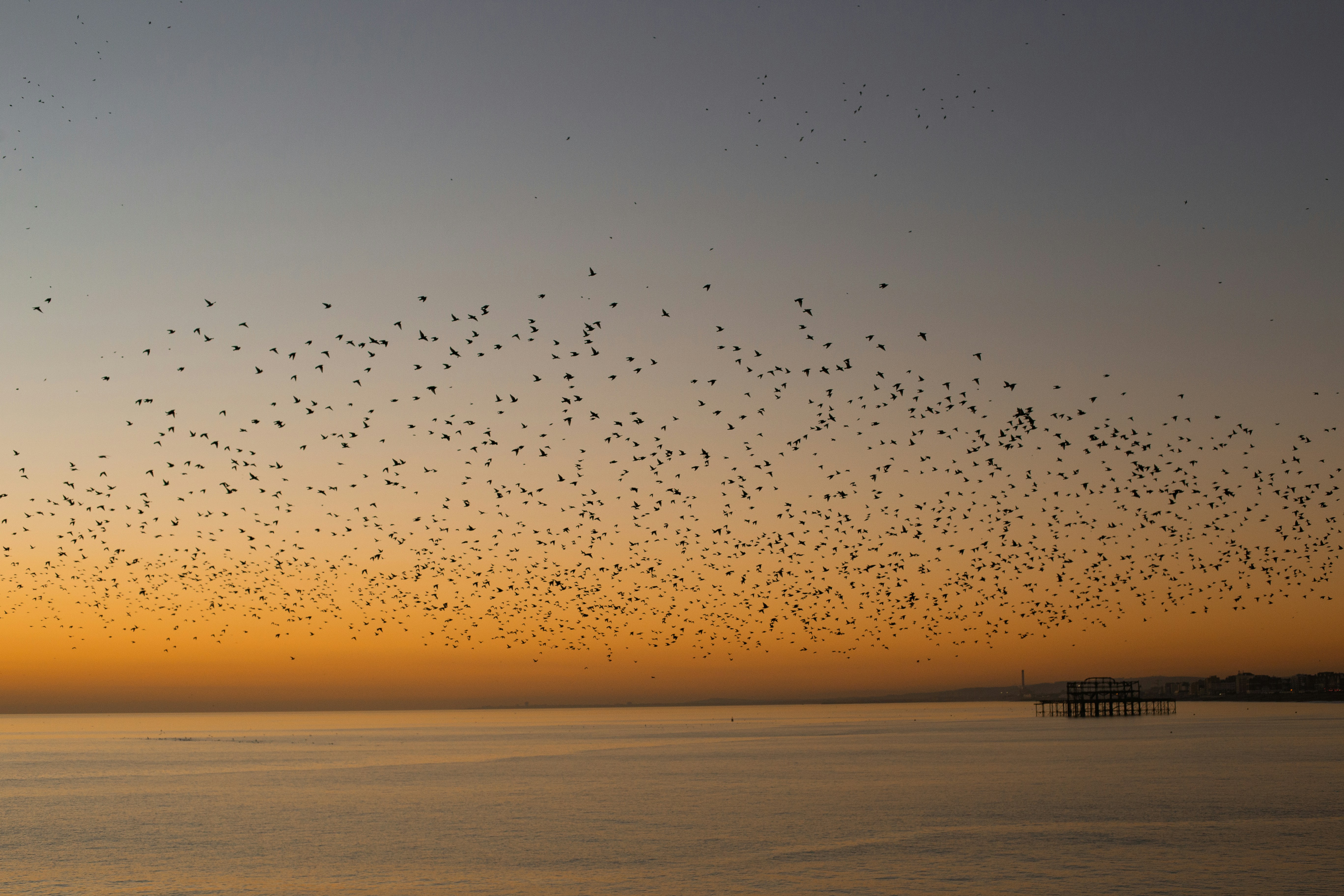 A flock of birds flying over a body of water photo – Free Brighton ...