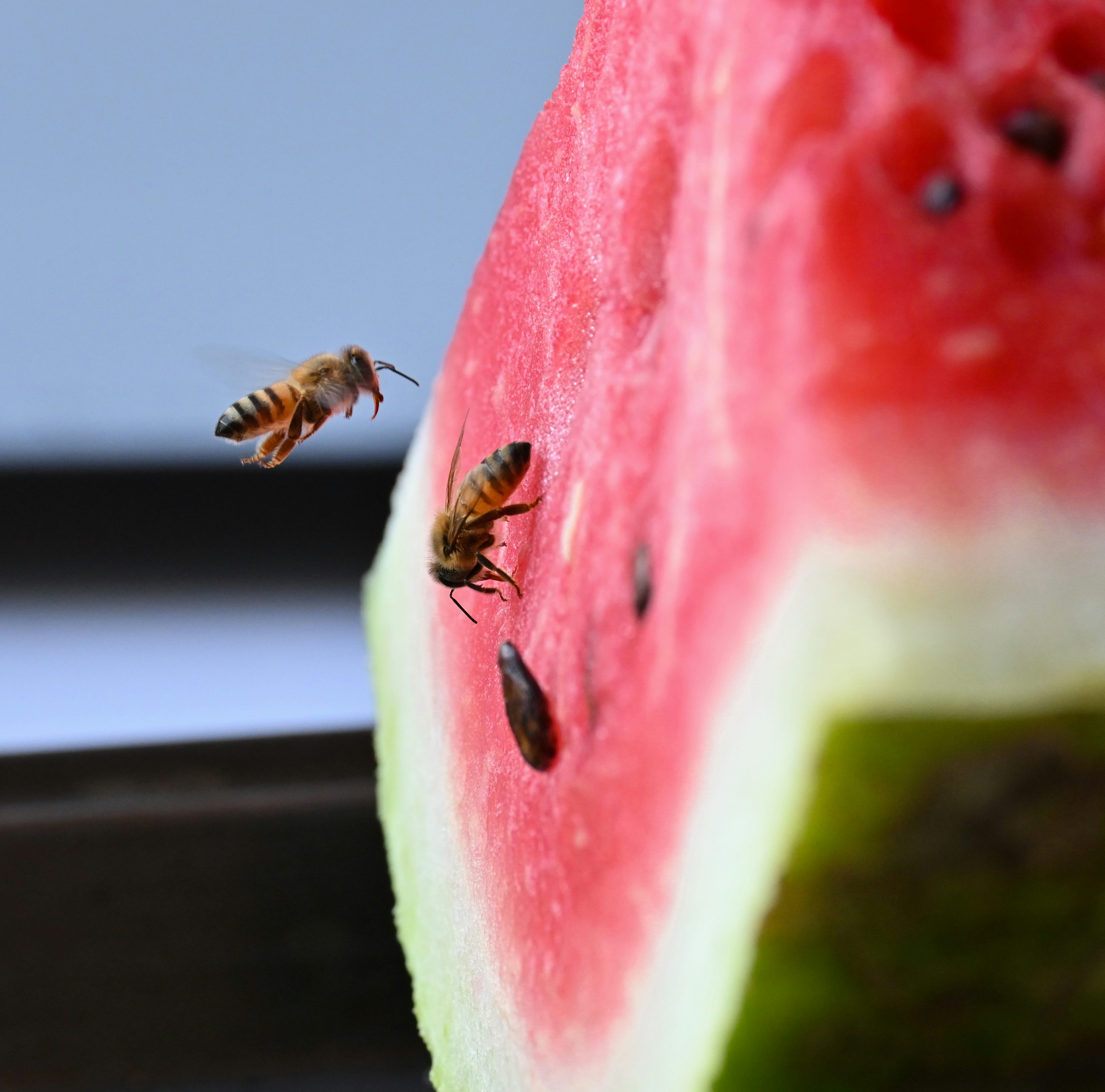 Two bees hovering near a vibrant slice of watermelon, showcasing the interaction between pollinators and fruit. 