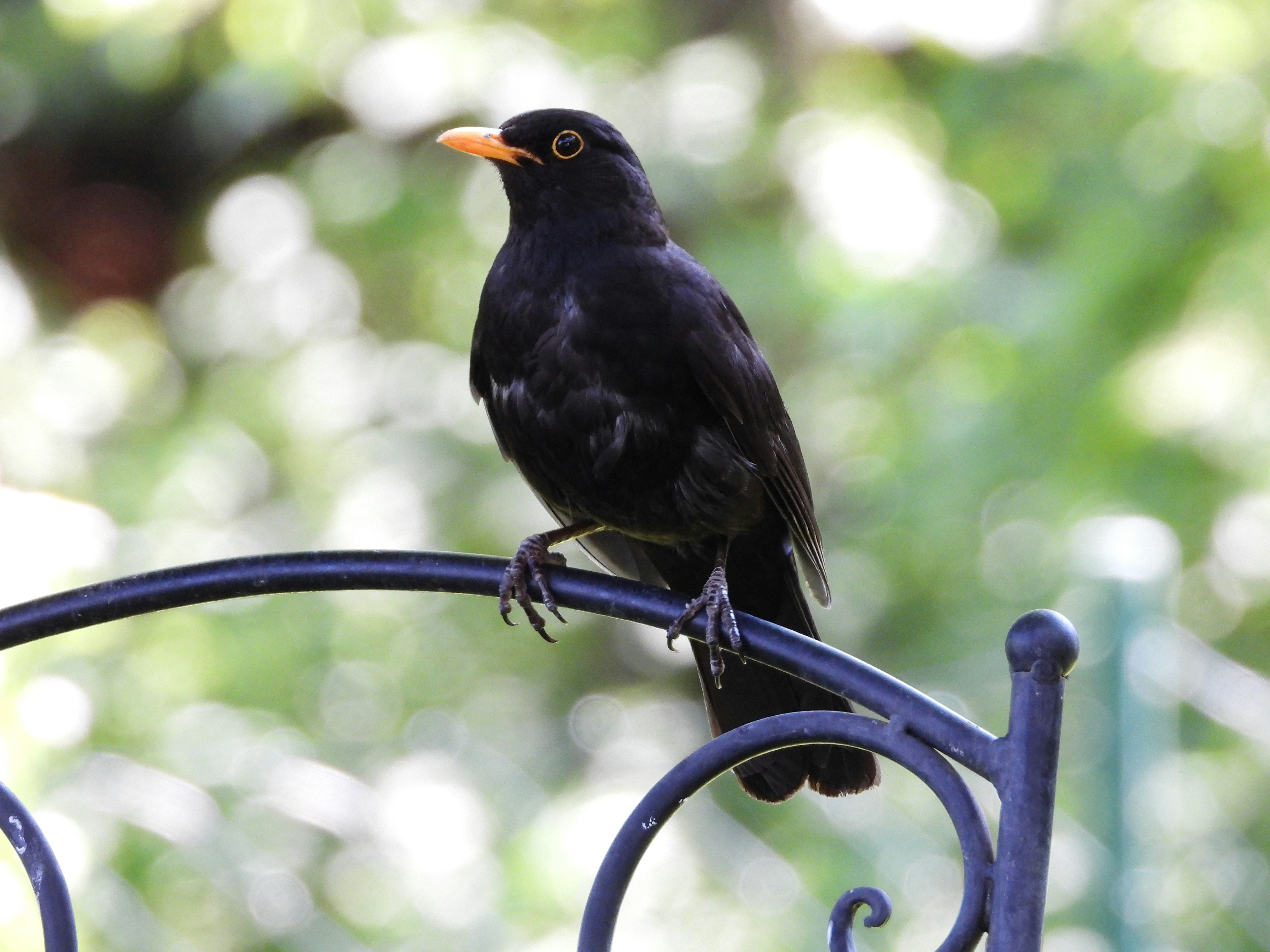 Photo by A.R. Khalid in our Garden in Germany.