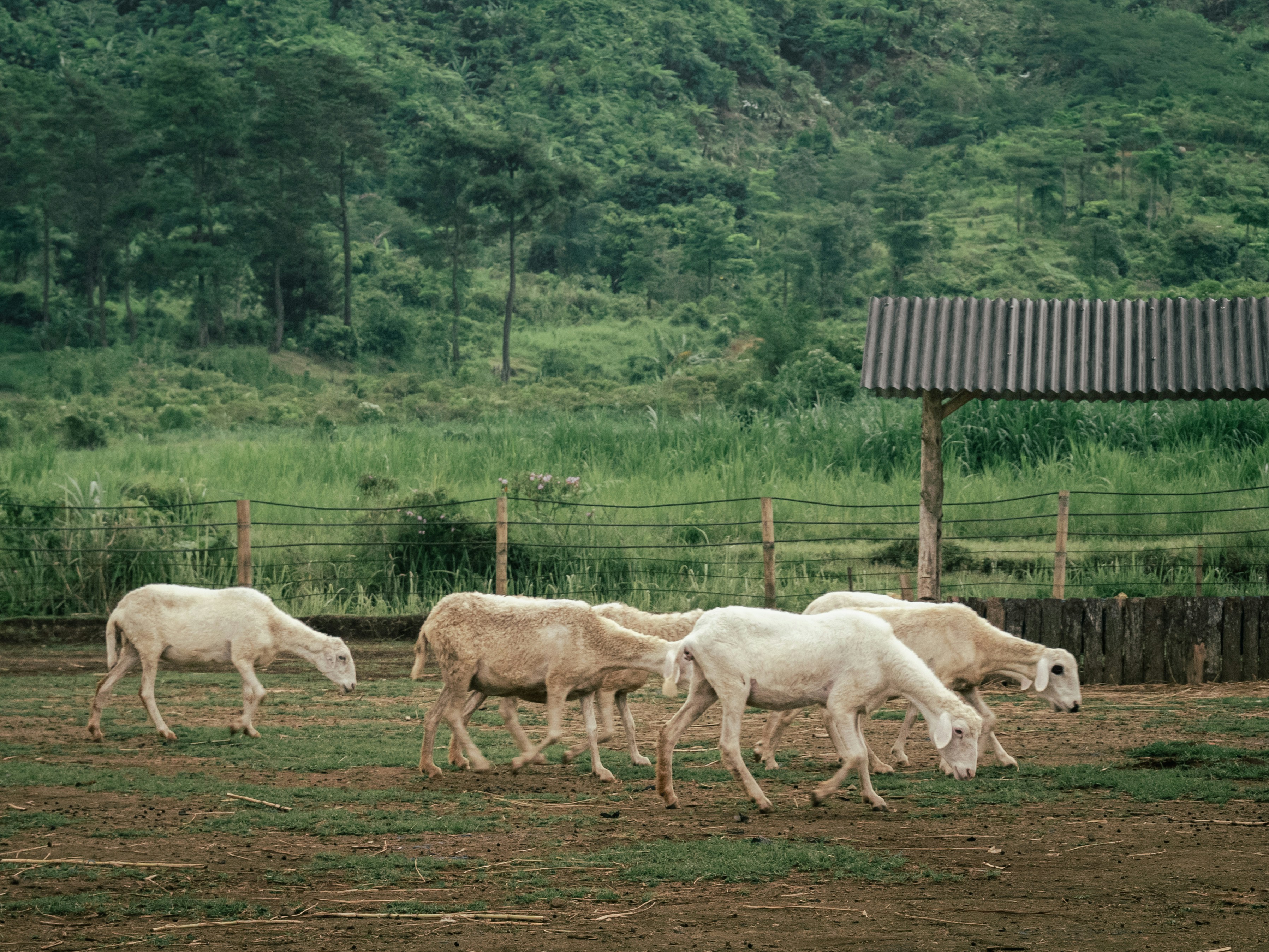 A group of white sheep grazing in a lush green field, with a rustic shed in the background. The serene rural setting showcases the harmony of nature and farm life.