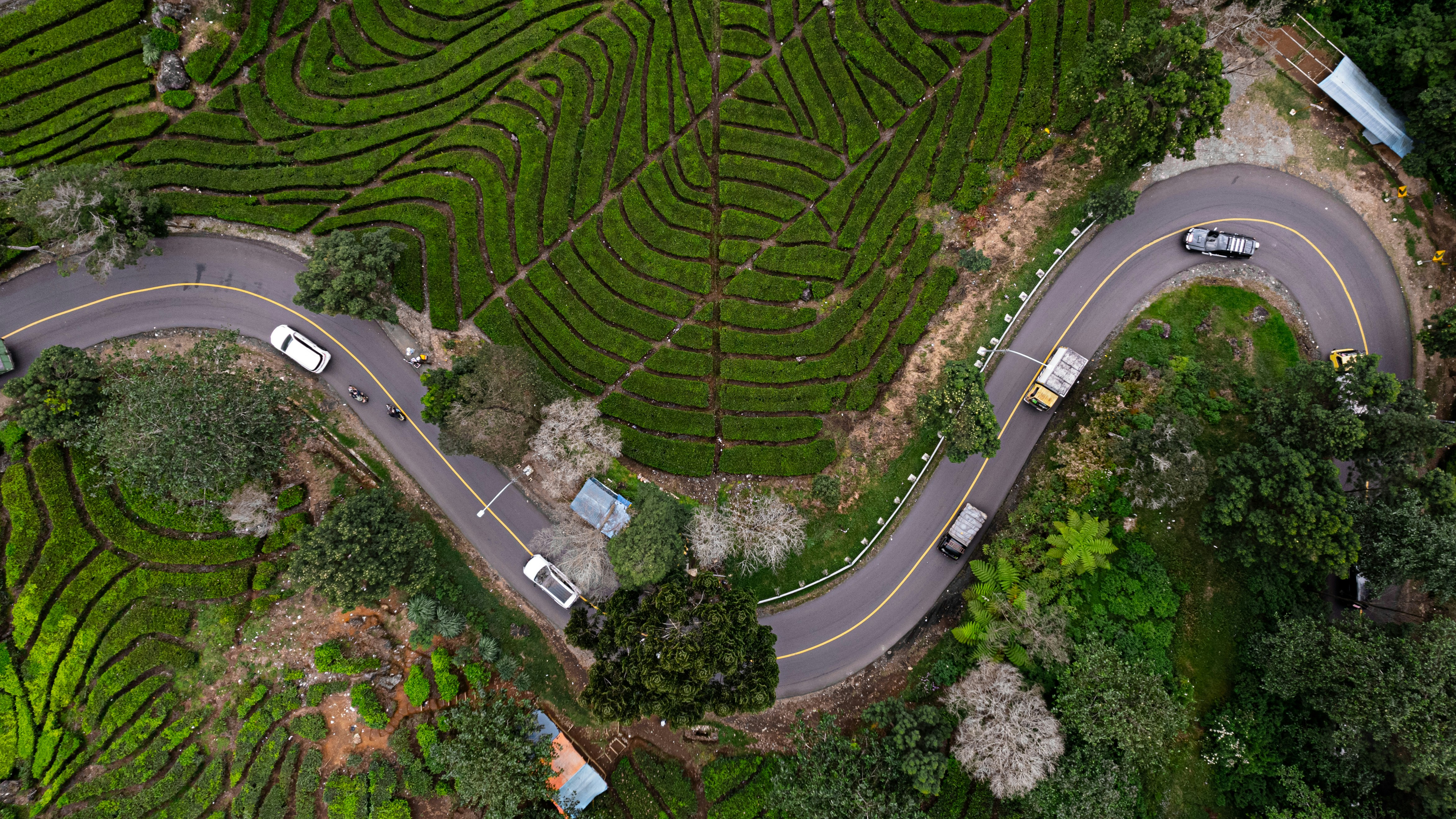 Winding Road Through Terraced Greenery: Aerial Pulse