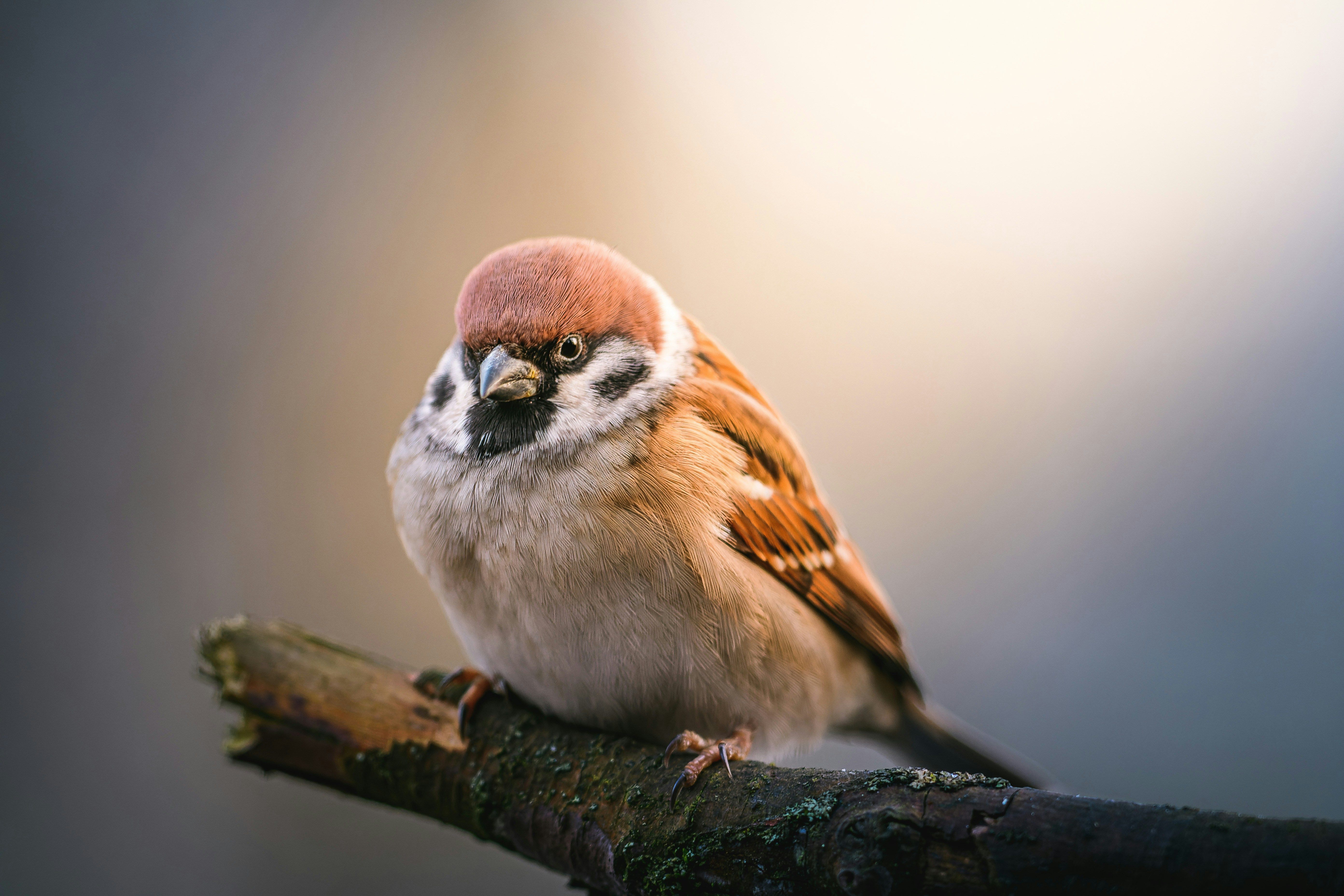Dappled Dawn: A Sparrow Perched on a Mossy Branch in Warm Backlight