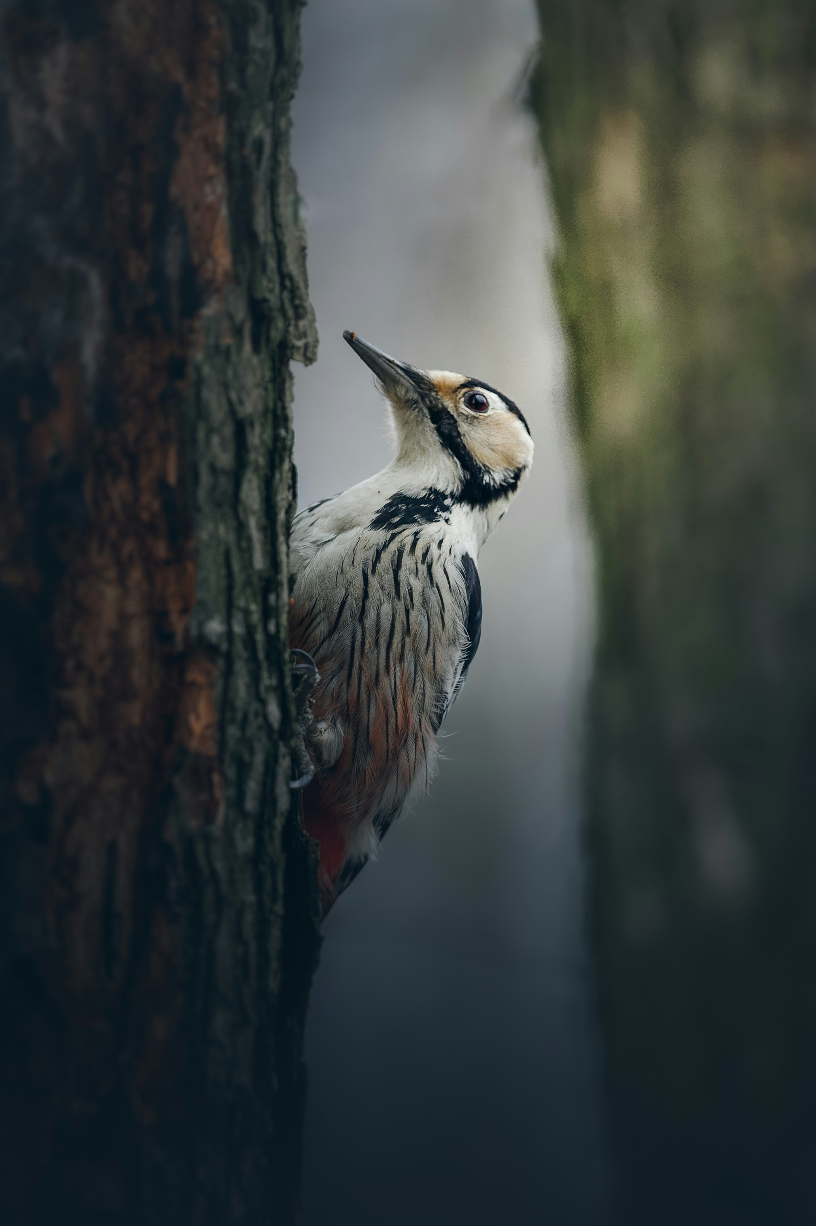 Un oiseau perché sur le flanc d’un arbre photo – Photo Animal Gratuite ...