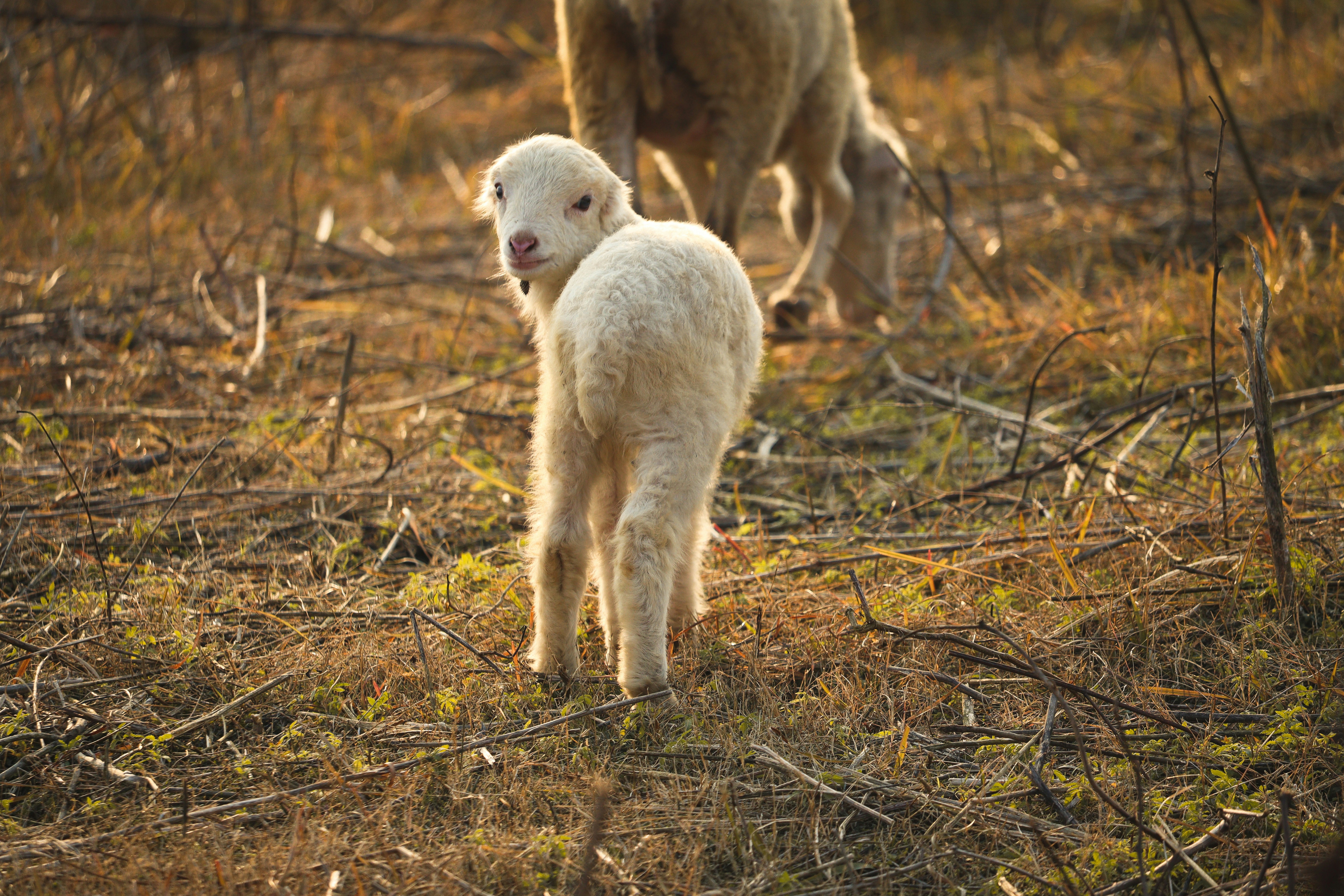Soft-Eyed Lamb Pauses in a Sunlit Dry Field