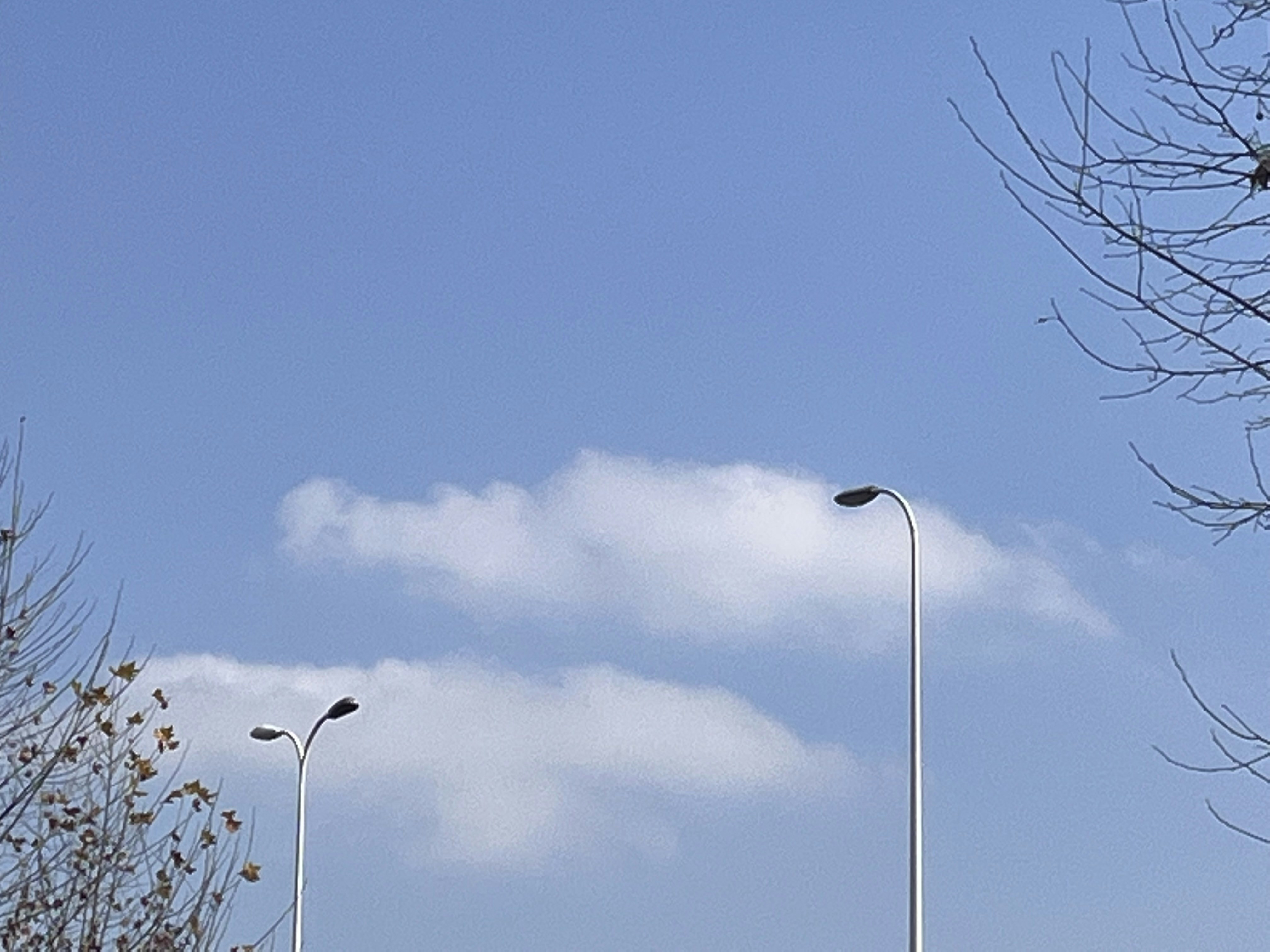 A street light on a street next to a tree photo – Free Shanghai Image ...