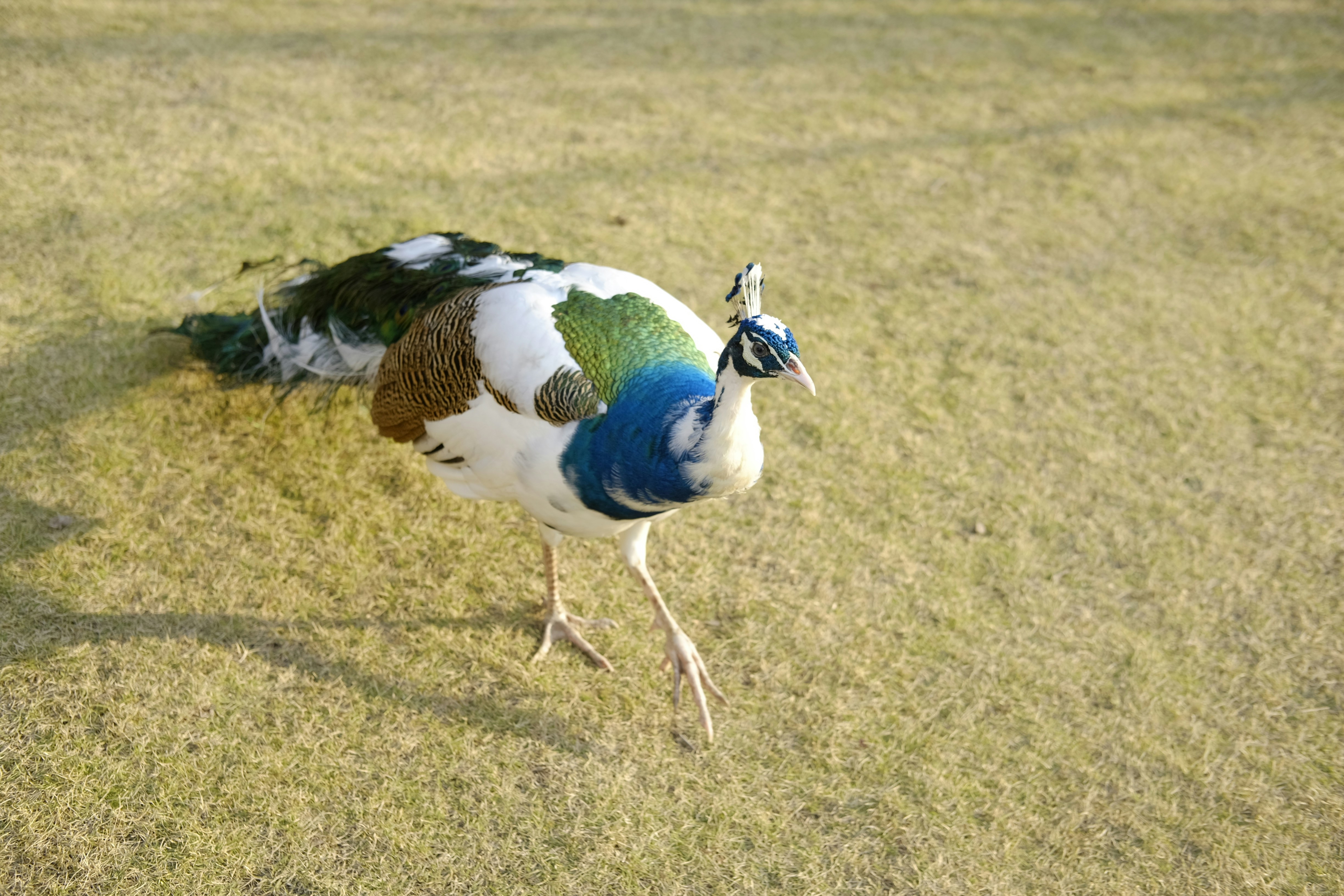 Peacock mixed-breed bird sunshine 