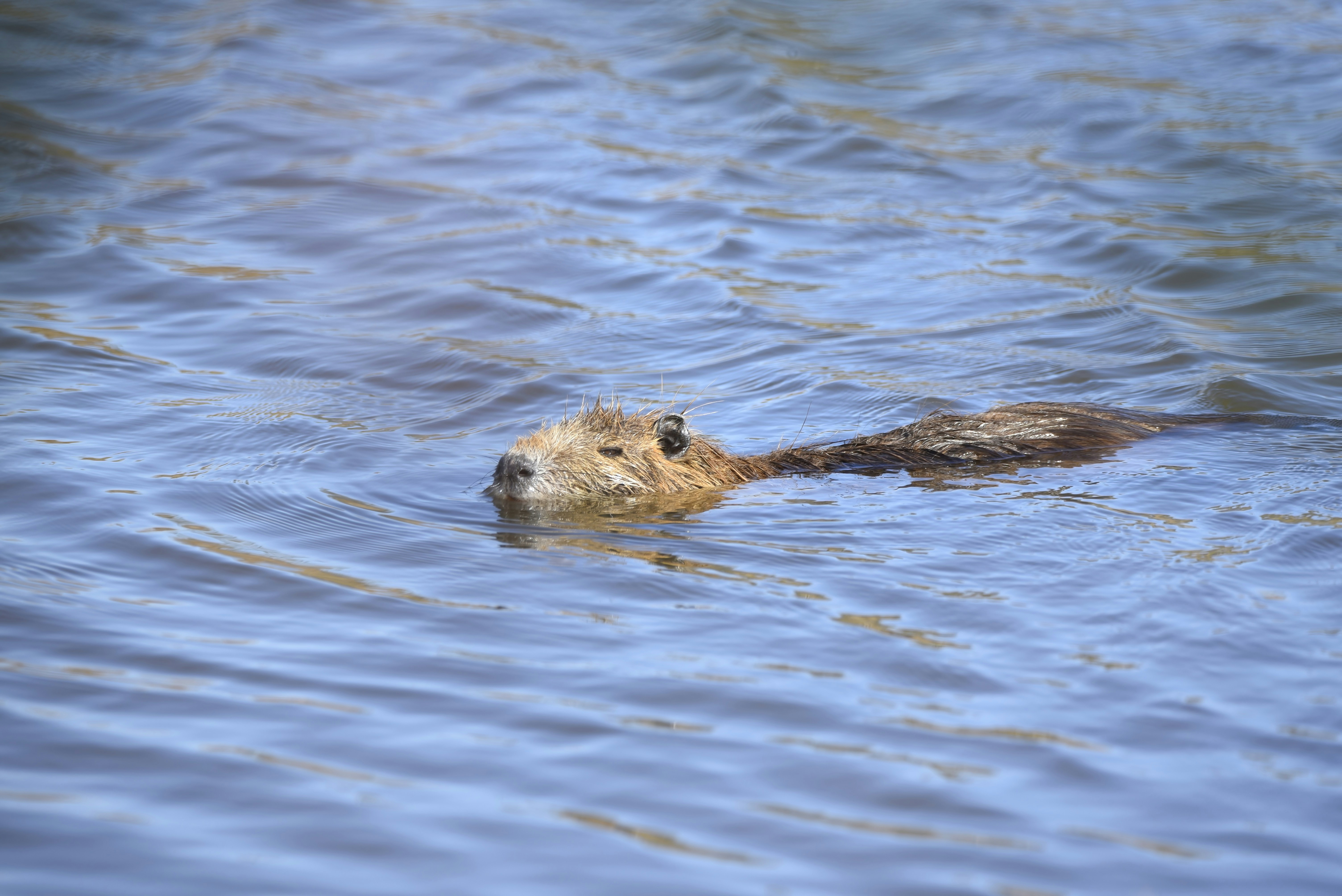 Un castor nageant dans l’eau avec la tête hors de l’eau photo – Image ...