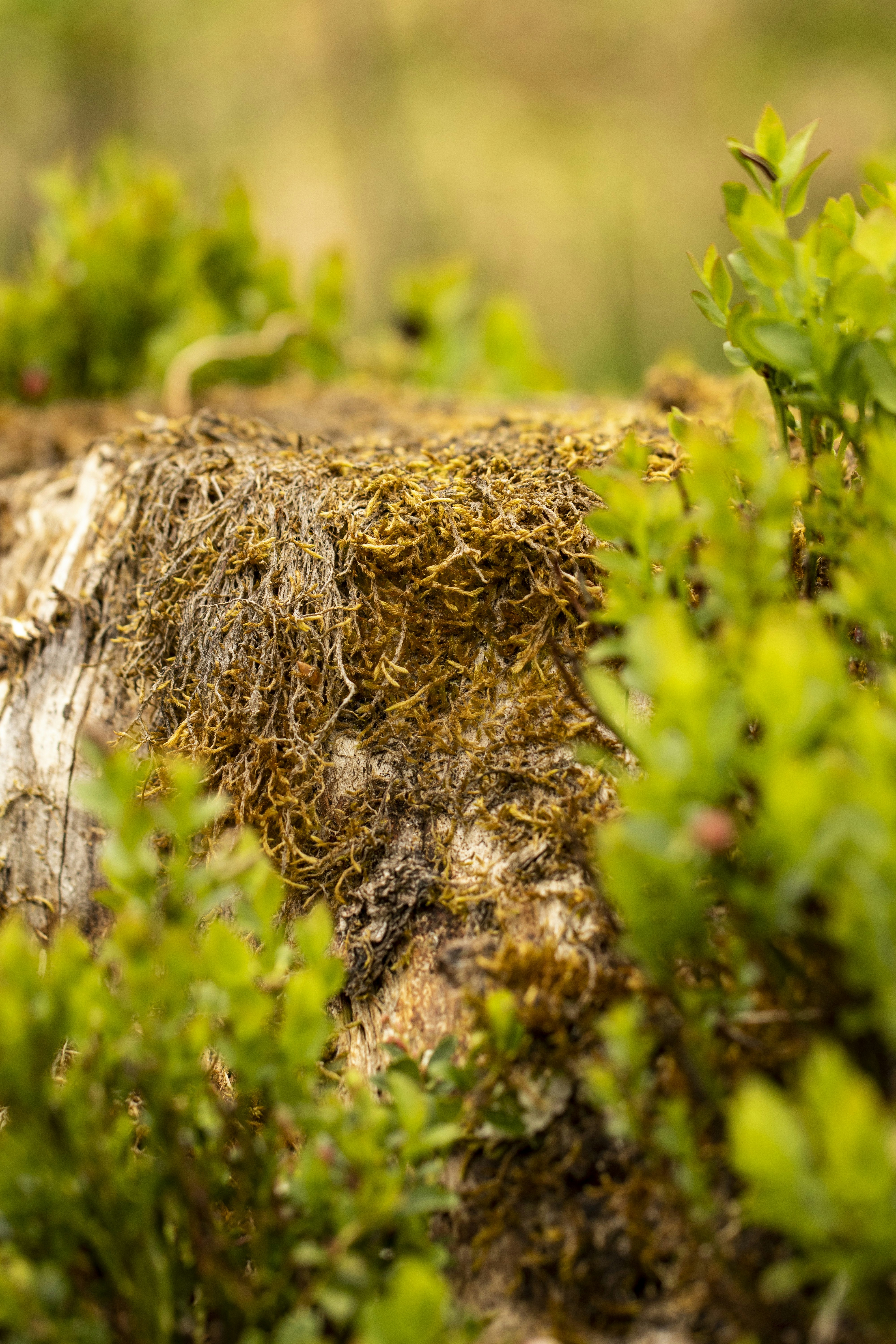 Close up of a cut down tree log, surrounded by green moss in a rainforest (nature).