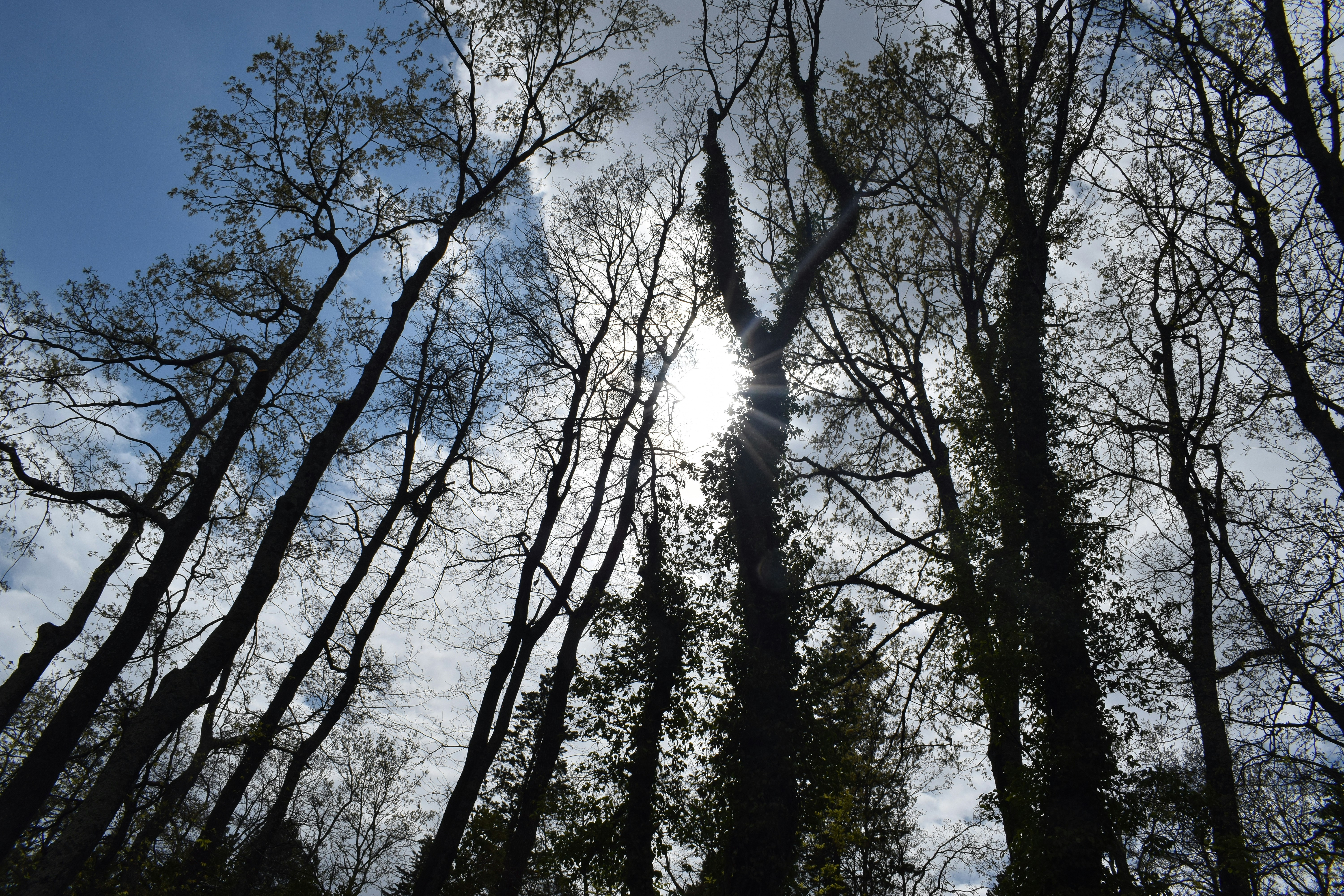 Tall trees silhouetted against a bright sky, with sunlight filtering through the branches. The scene captures the tranquil essence of a forest in early spring.