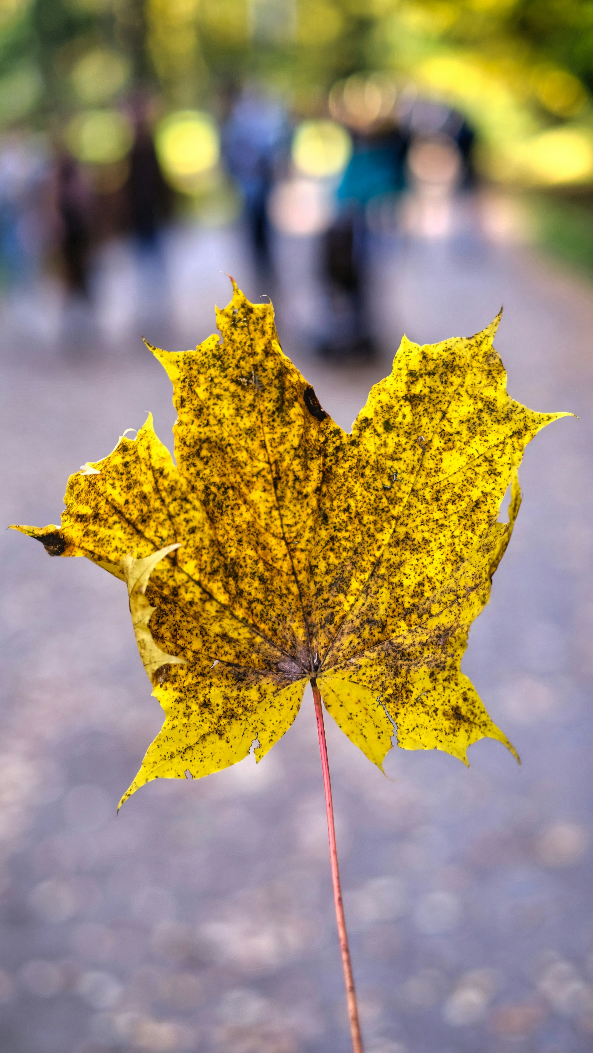 Golden Maple Spotlight: A Leaf Reaches Toward Autumn’s Path
