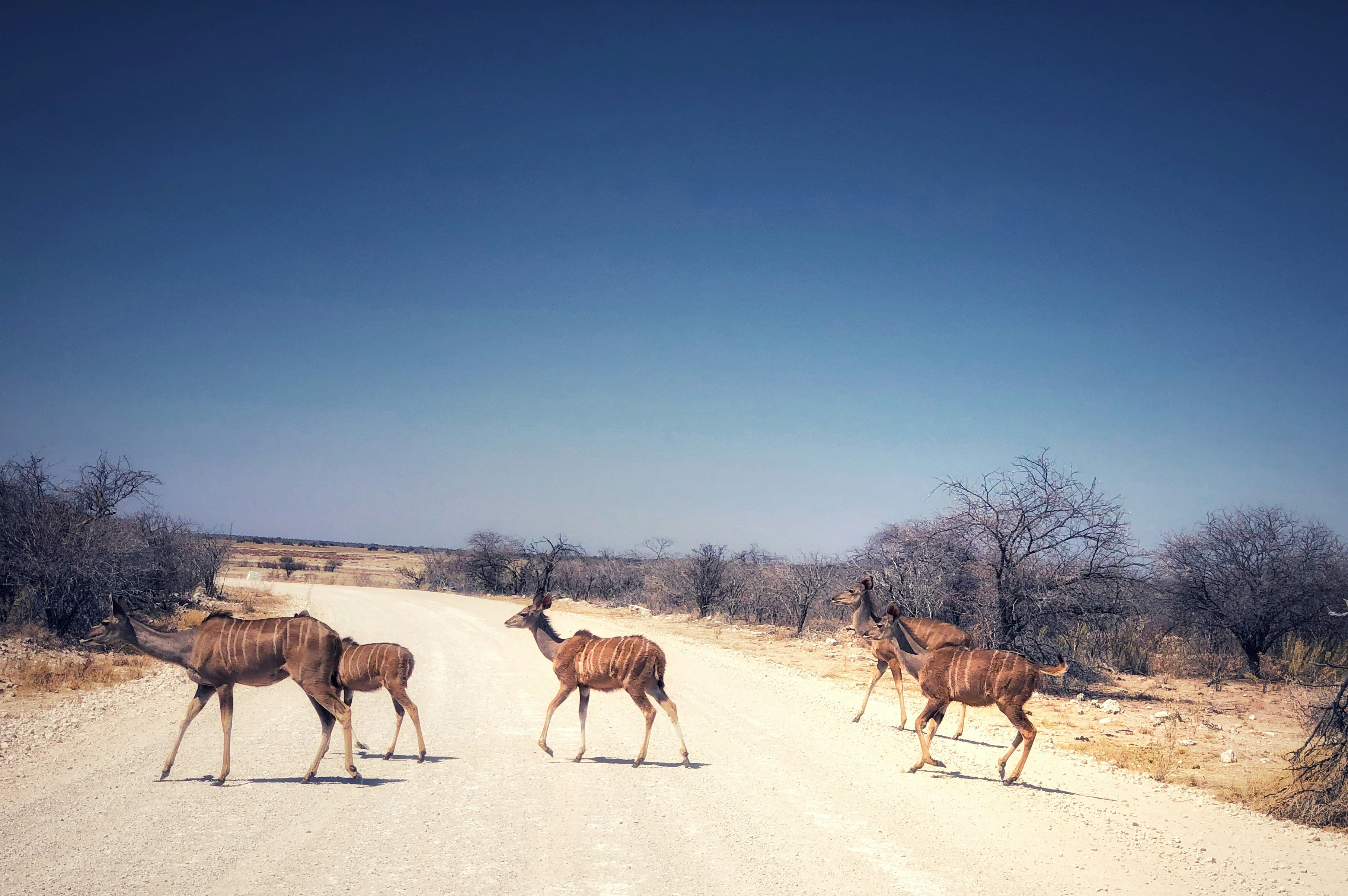A herd of antelope crossing a dirt road photo – Free Namibia Image on ...