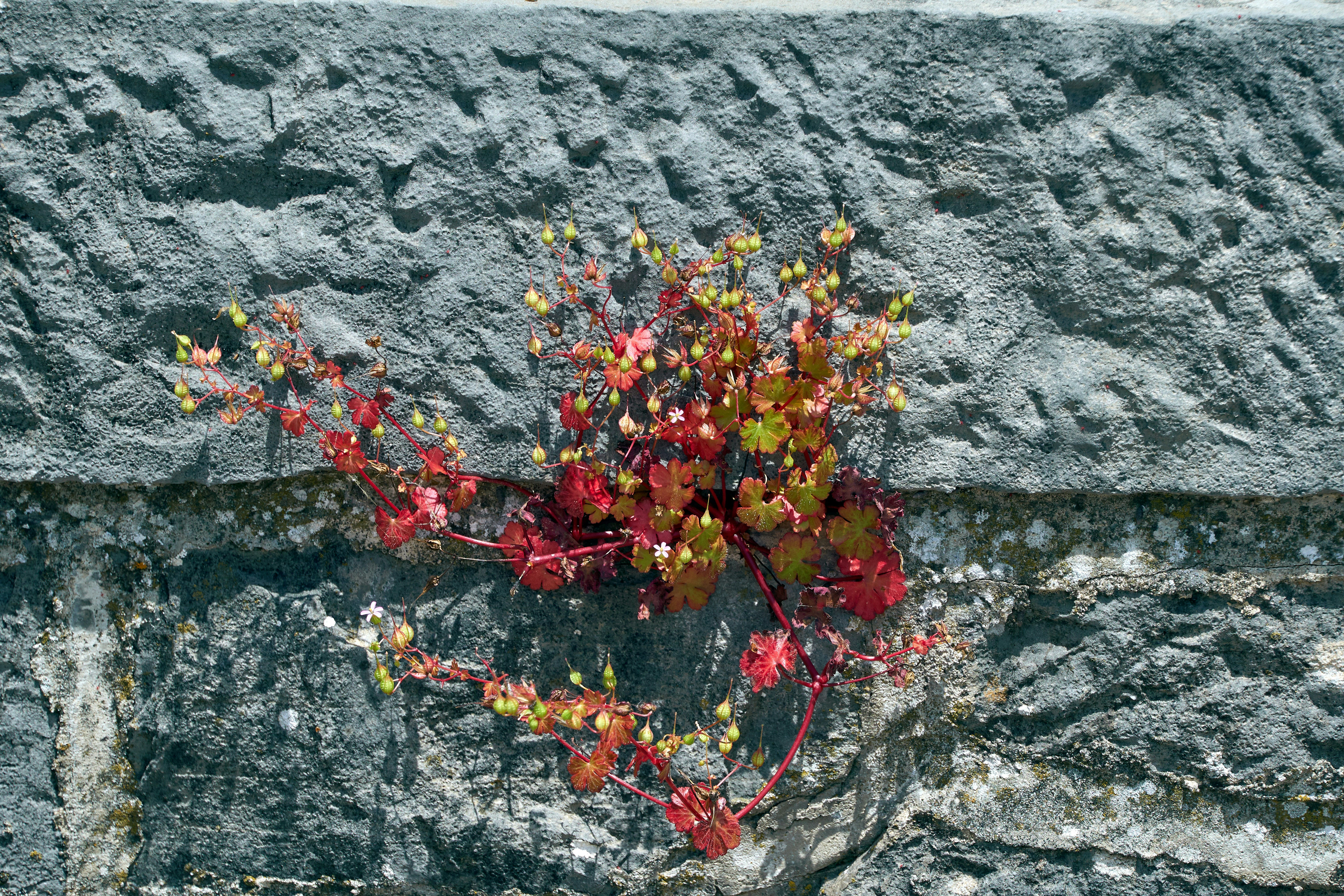 Crimson Sprout on Weathered Stone