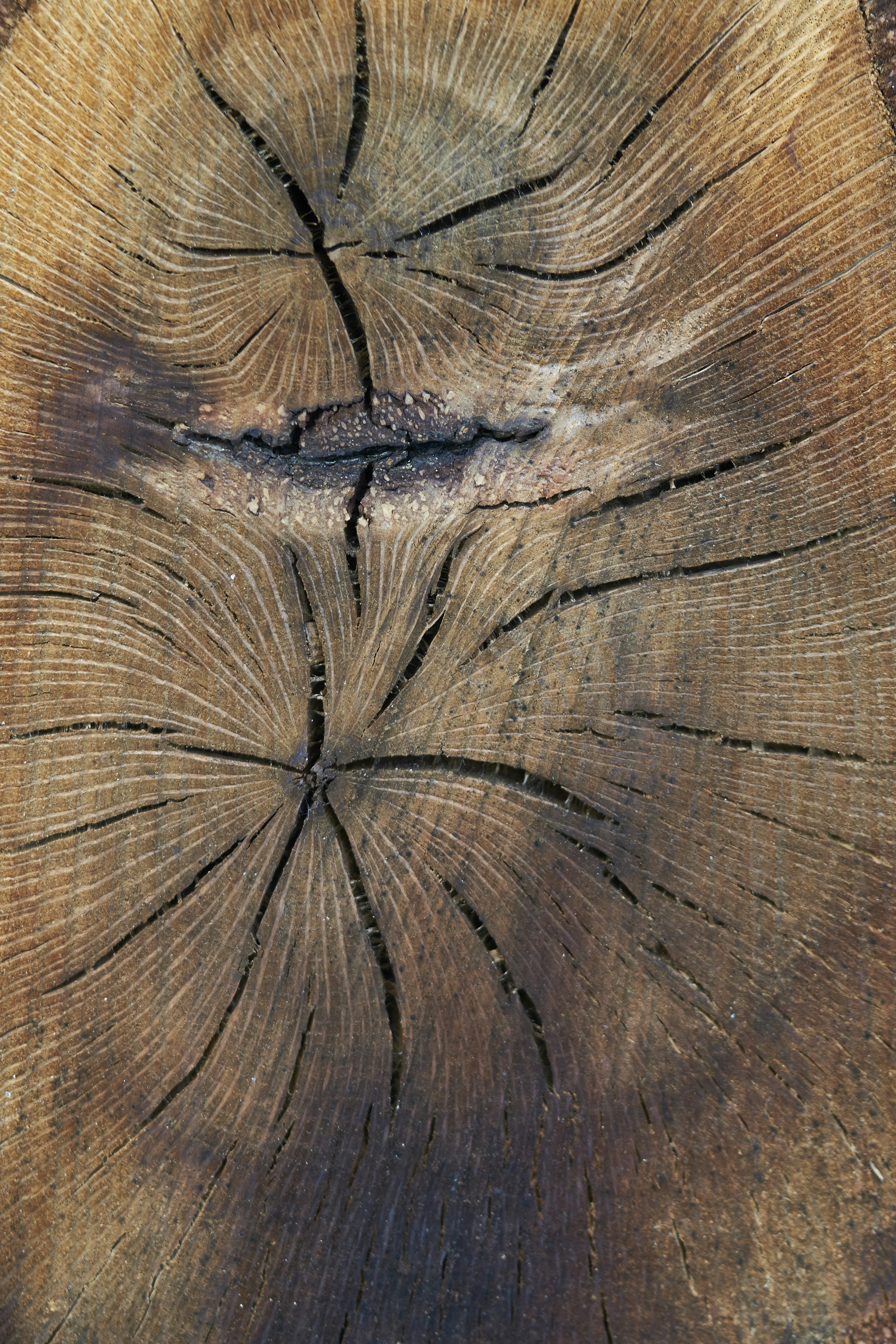 a close up of a tree trunk with a cross section