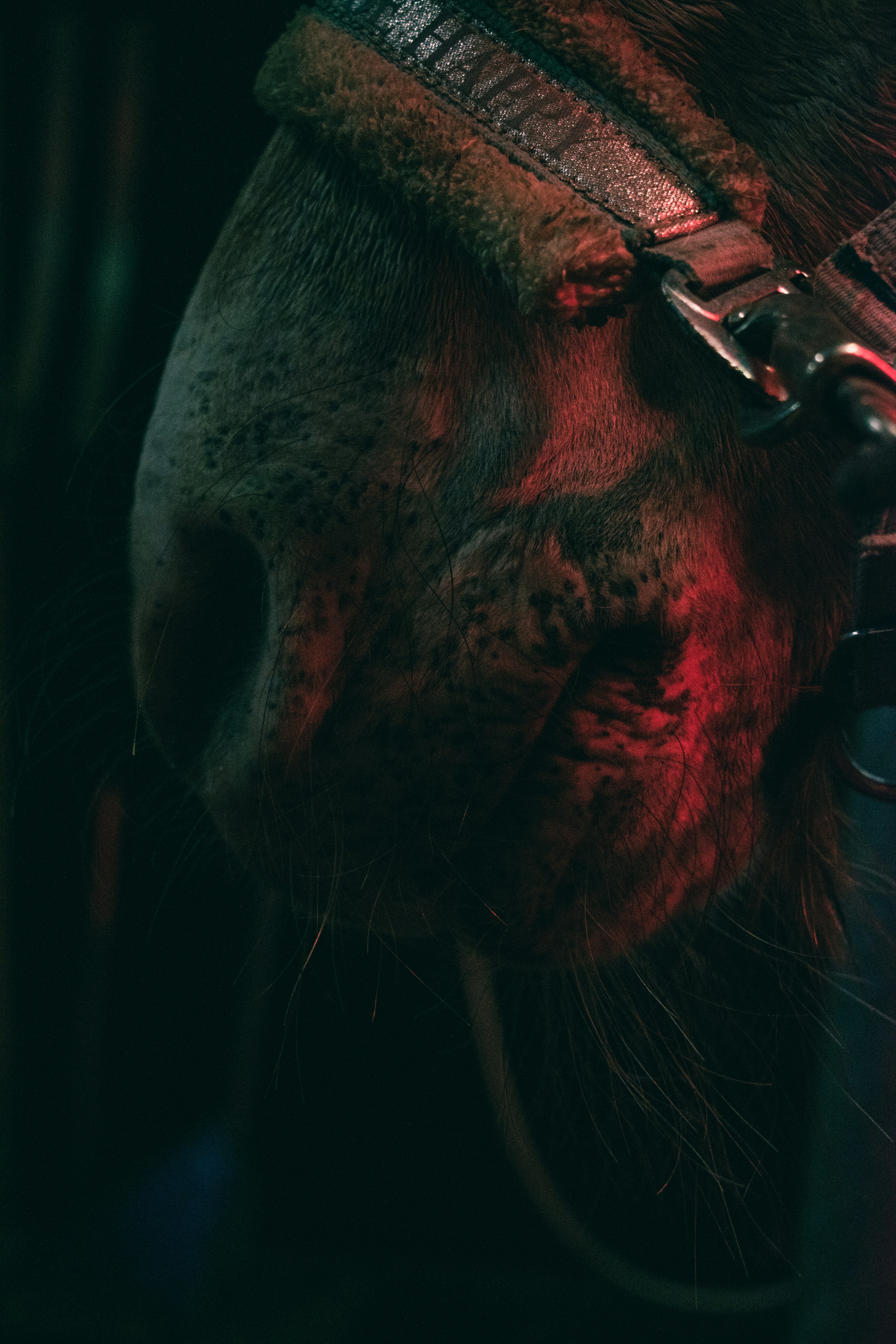 Close-up of a horse's muzzle, showcasing intricate details and textures illuminated by soft, colored lighting.