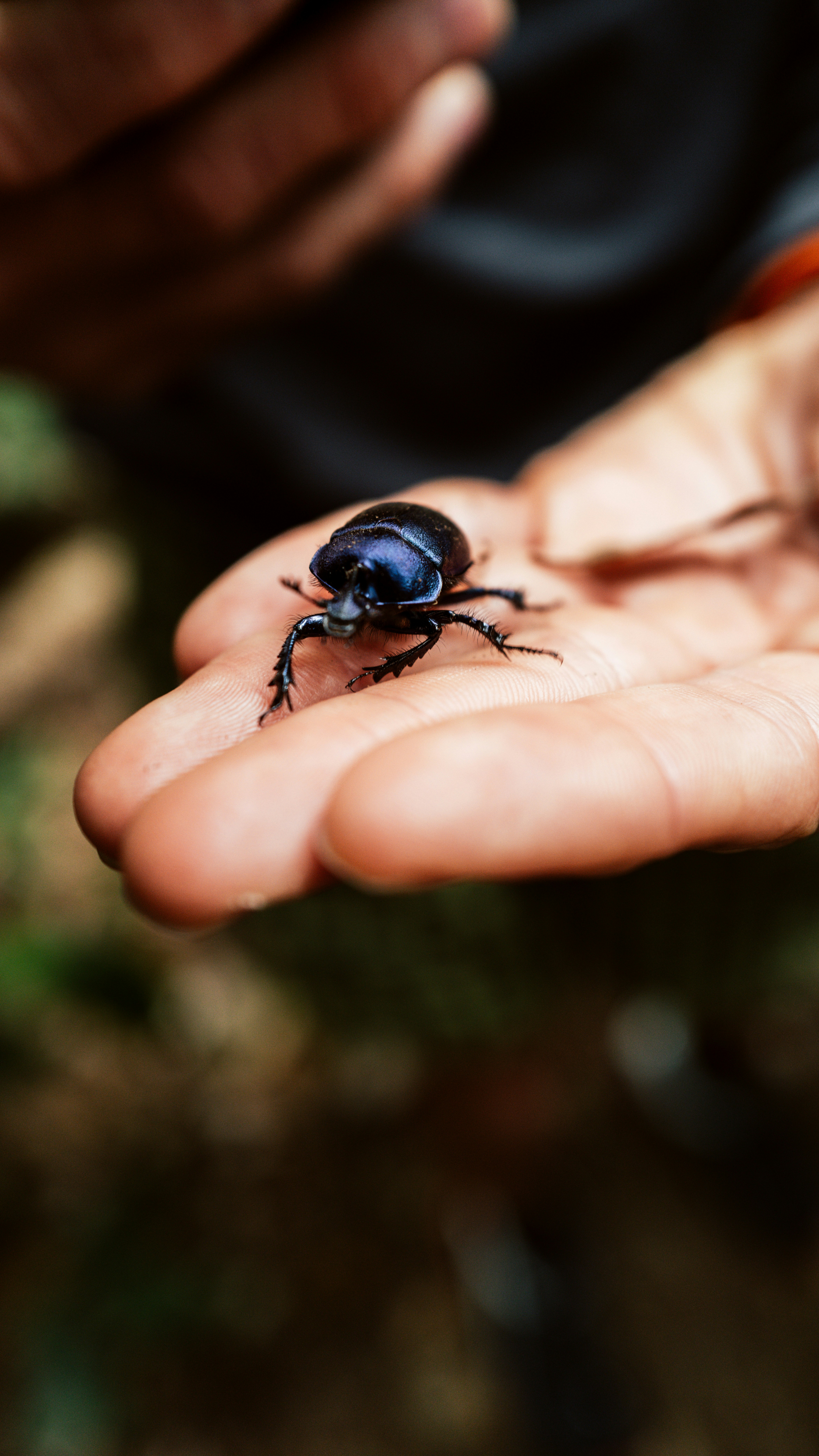 Cobalt Beetle on a Palm: Macro Moment of Texture