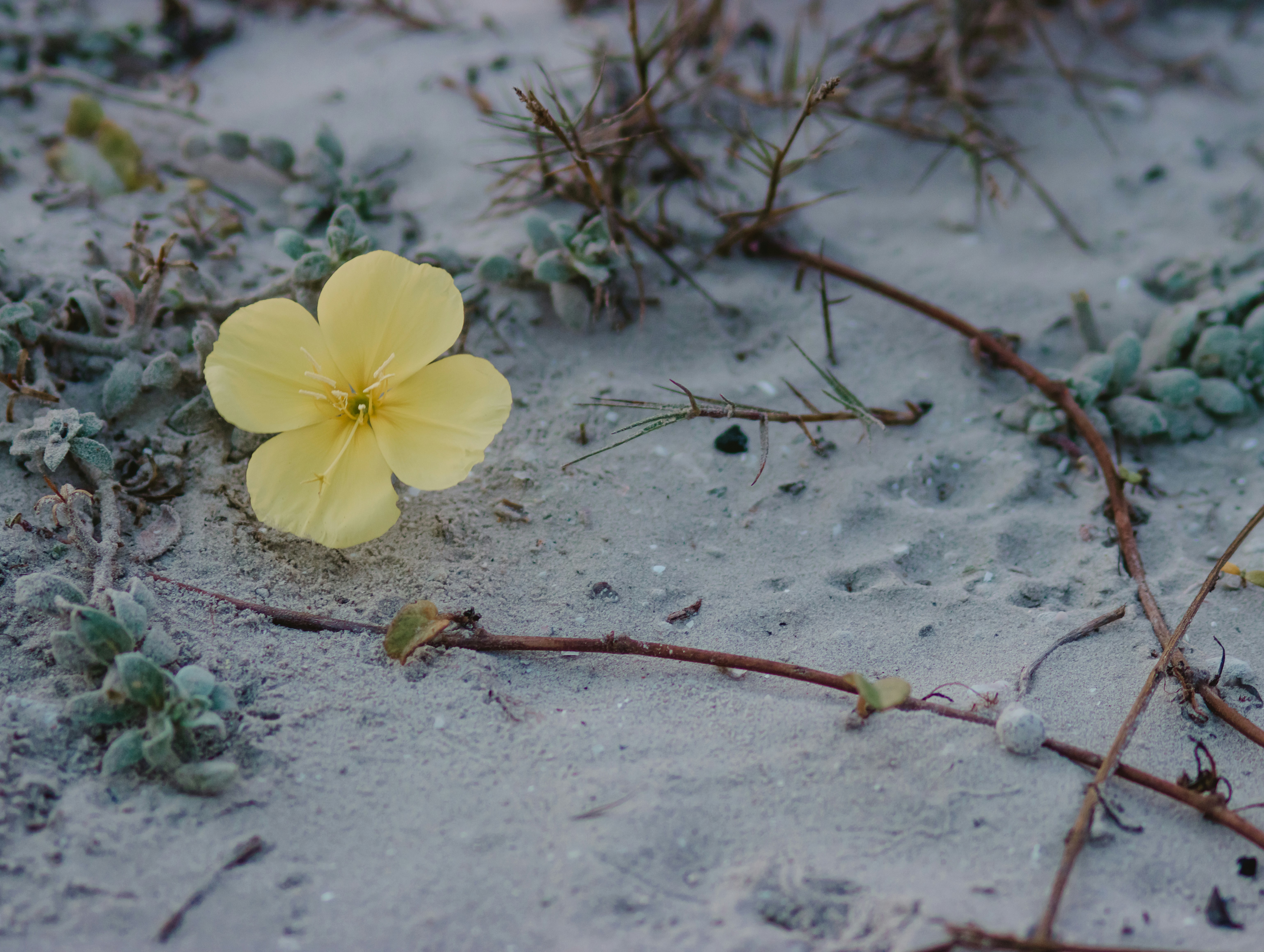 Photo by Debby Ledet with Canon EOS 90D