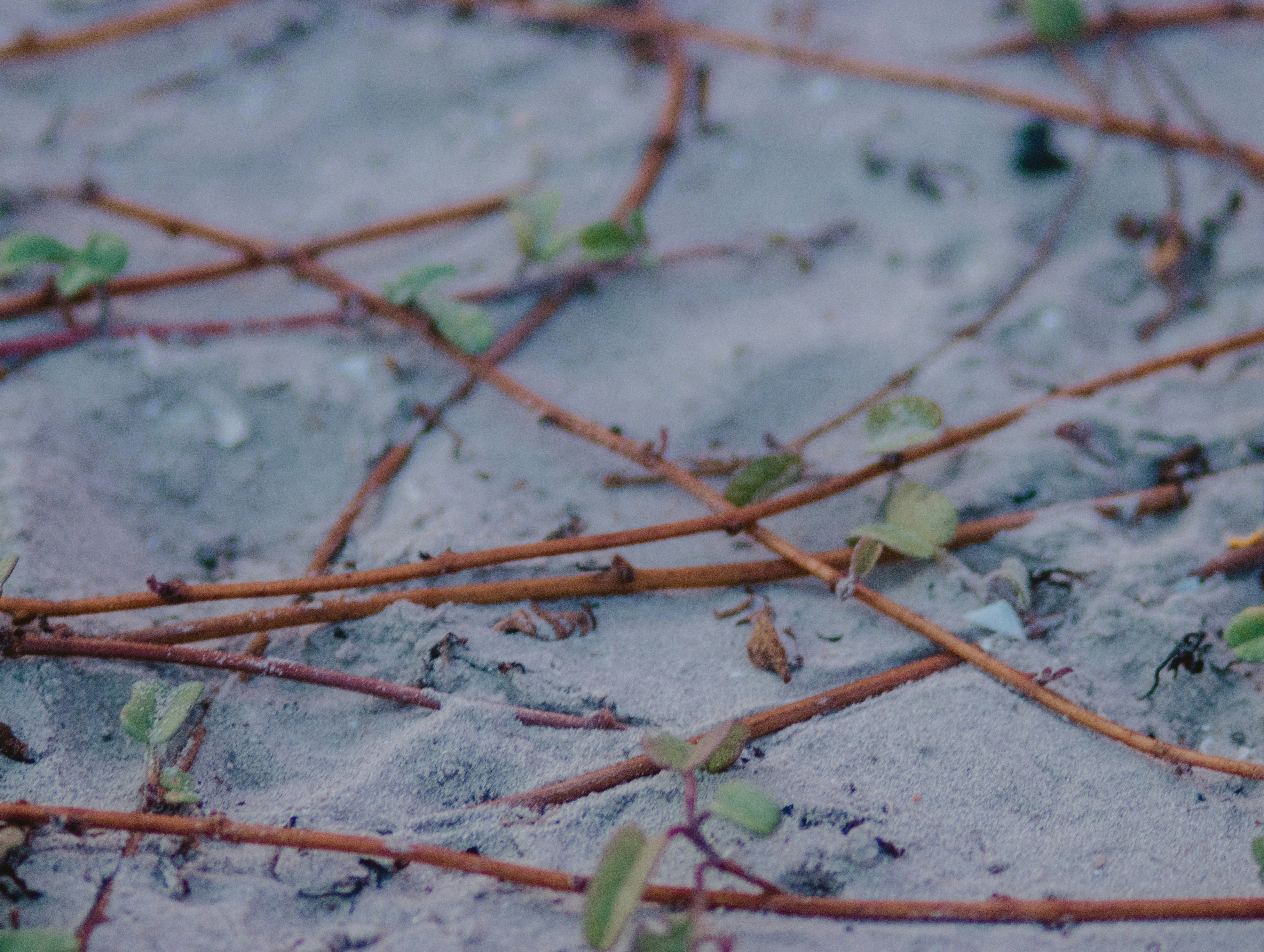 Nature's Intricate Tapestry of Life