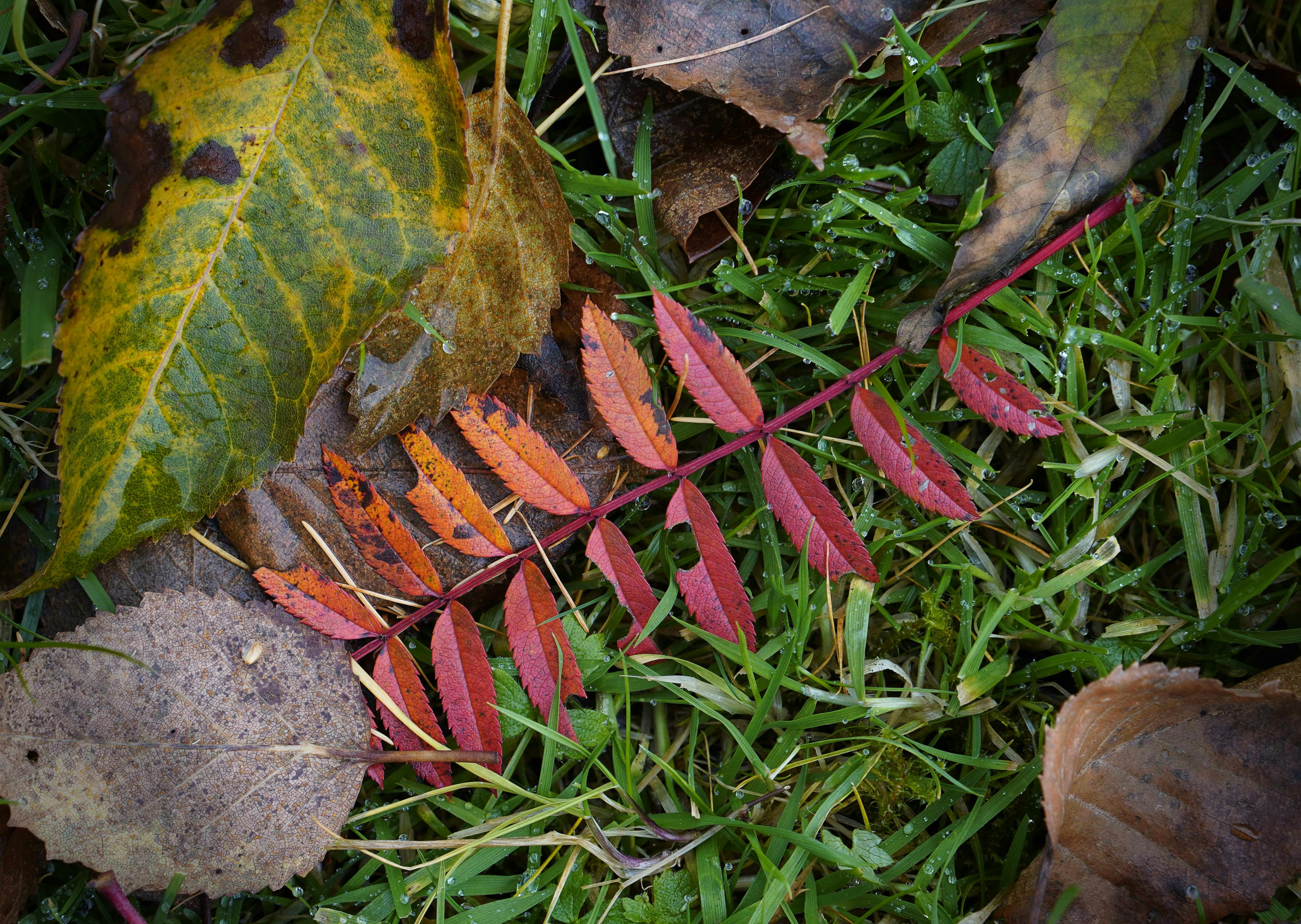 Bright red and orange leaves arranged on a bed of grass and fallen foliage, showcasing the vibrant colors of autumn. The composition highlights the intricate patterns and textures of the leaves.