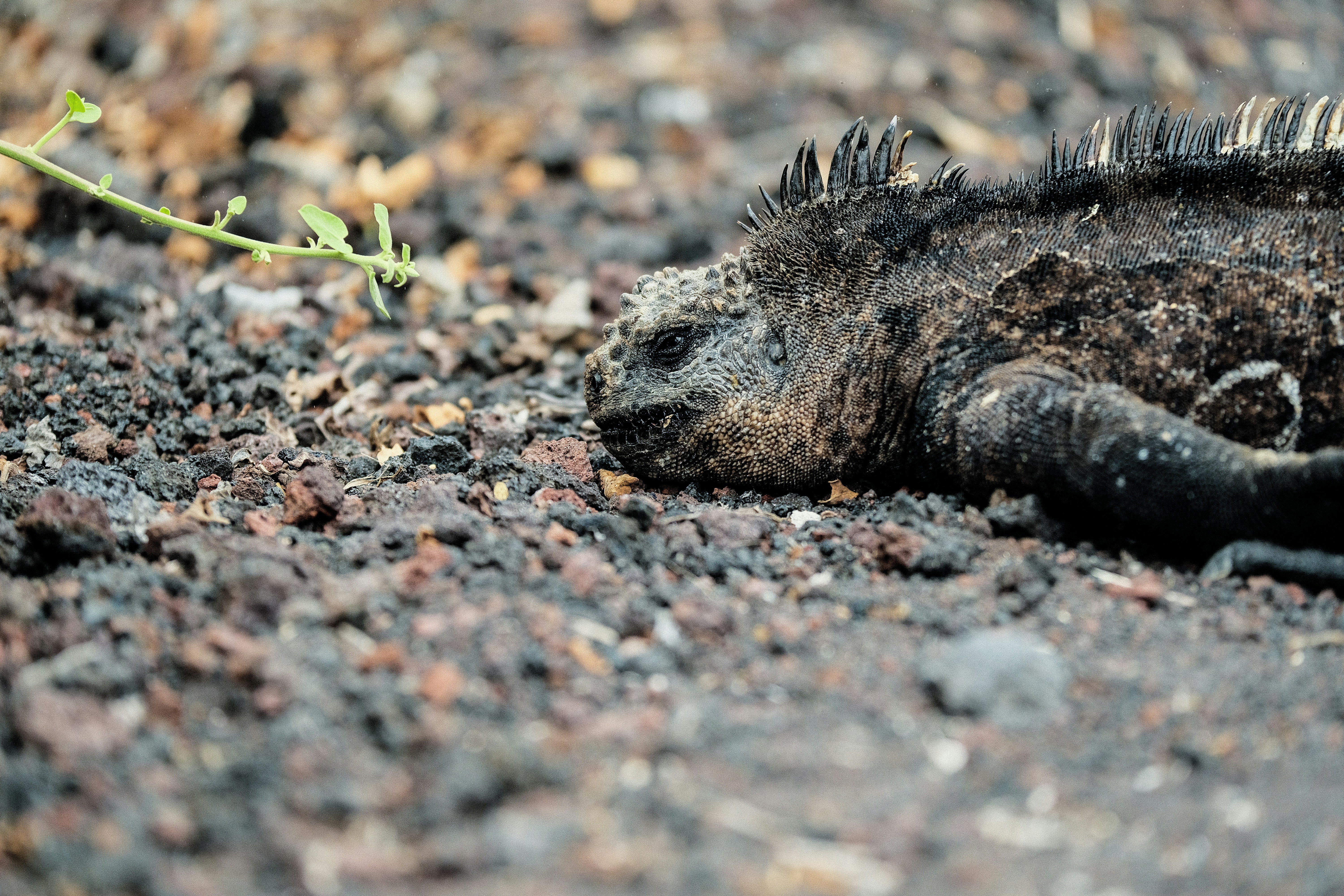A lizard laying on the ground next to a plant photo – Free Animal Image ...