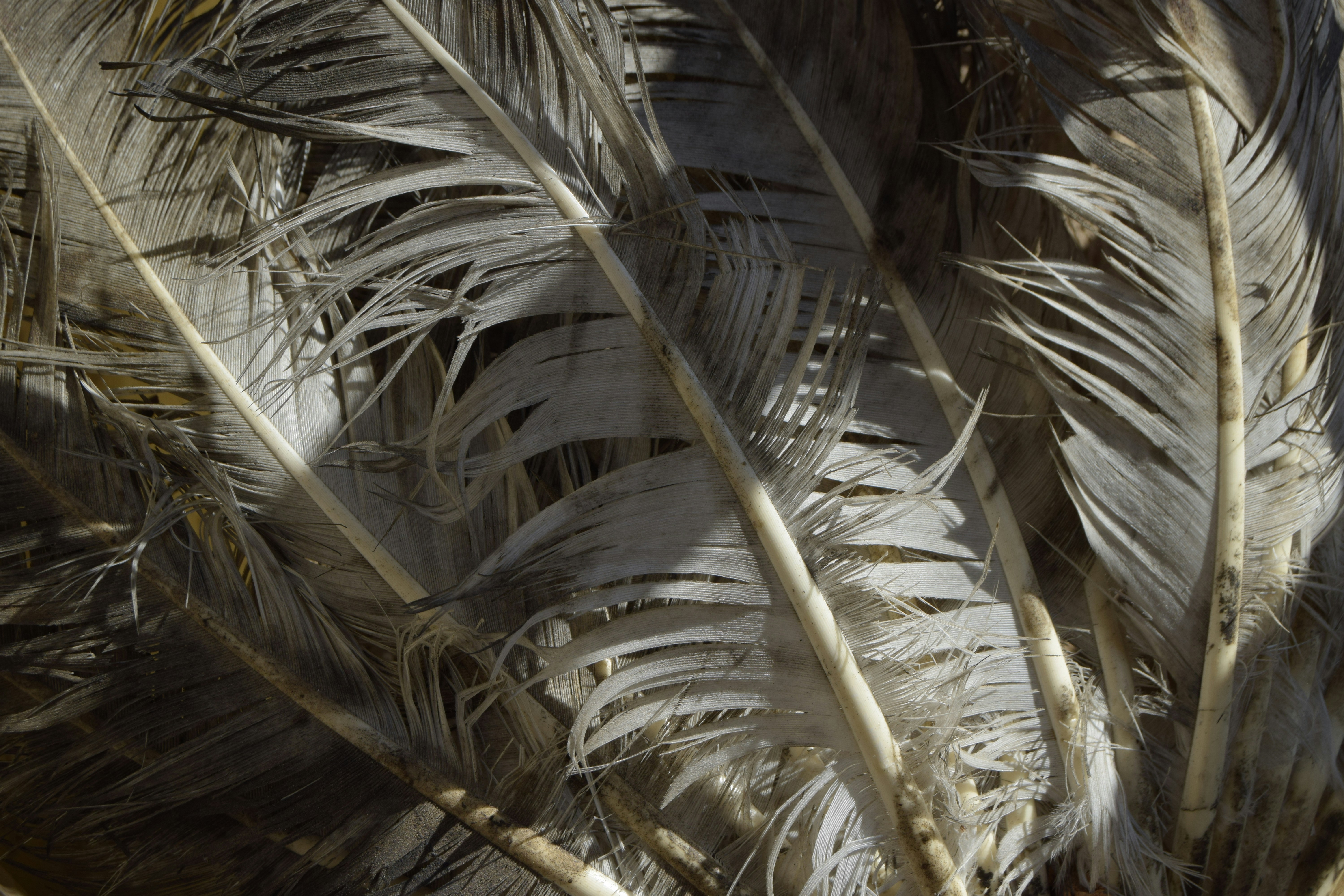 Palm Frond Lace in a Pale, Quiet Frame