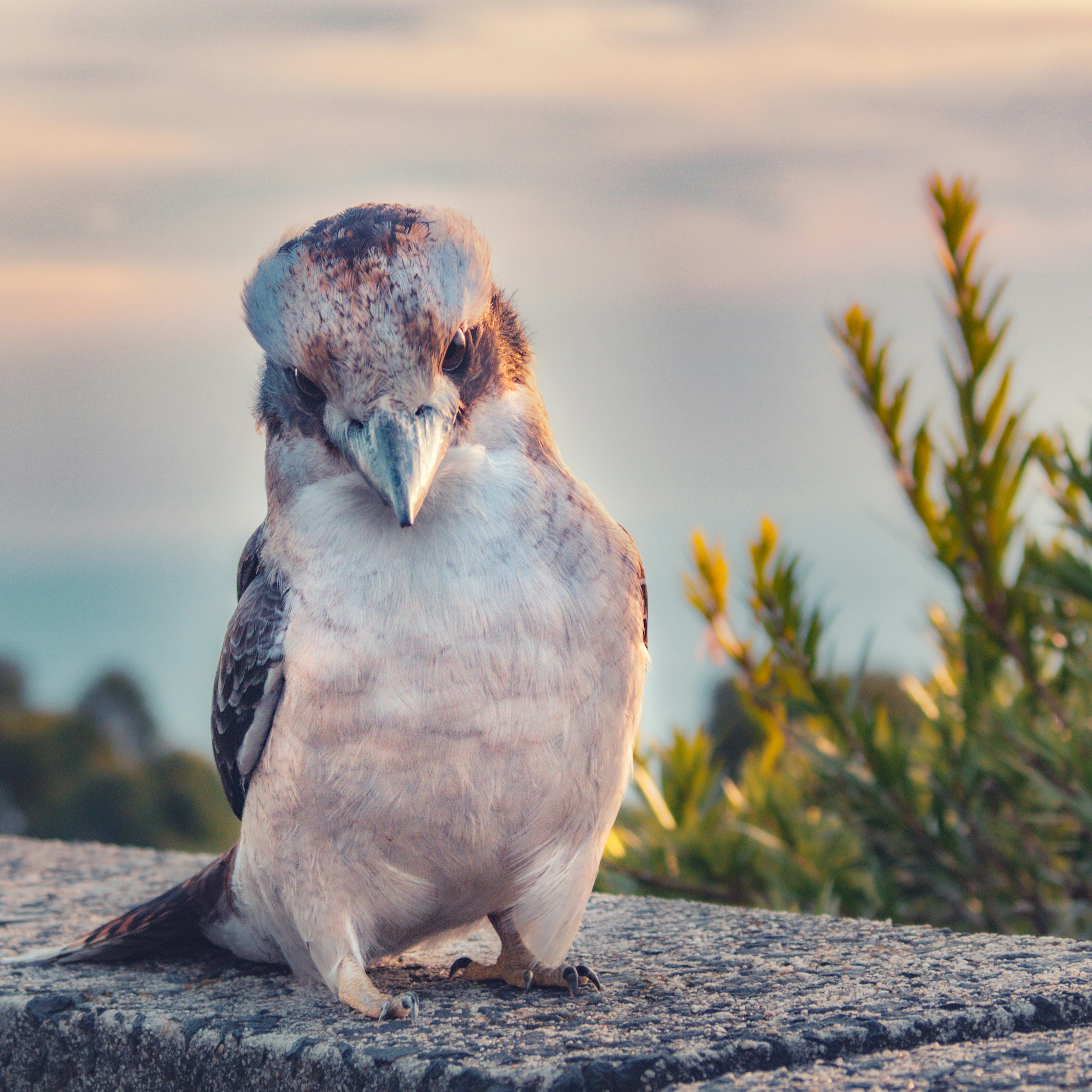 A close up of a bird on a ledge photo – Free Australia Image on Unsplash
