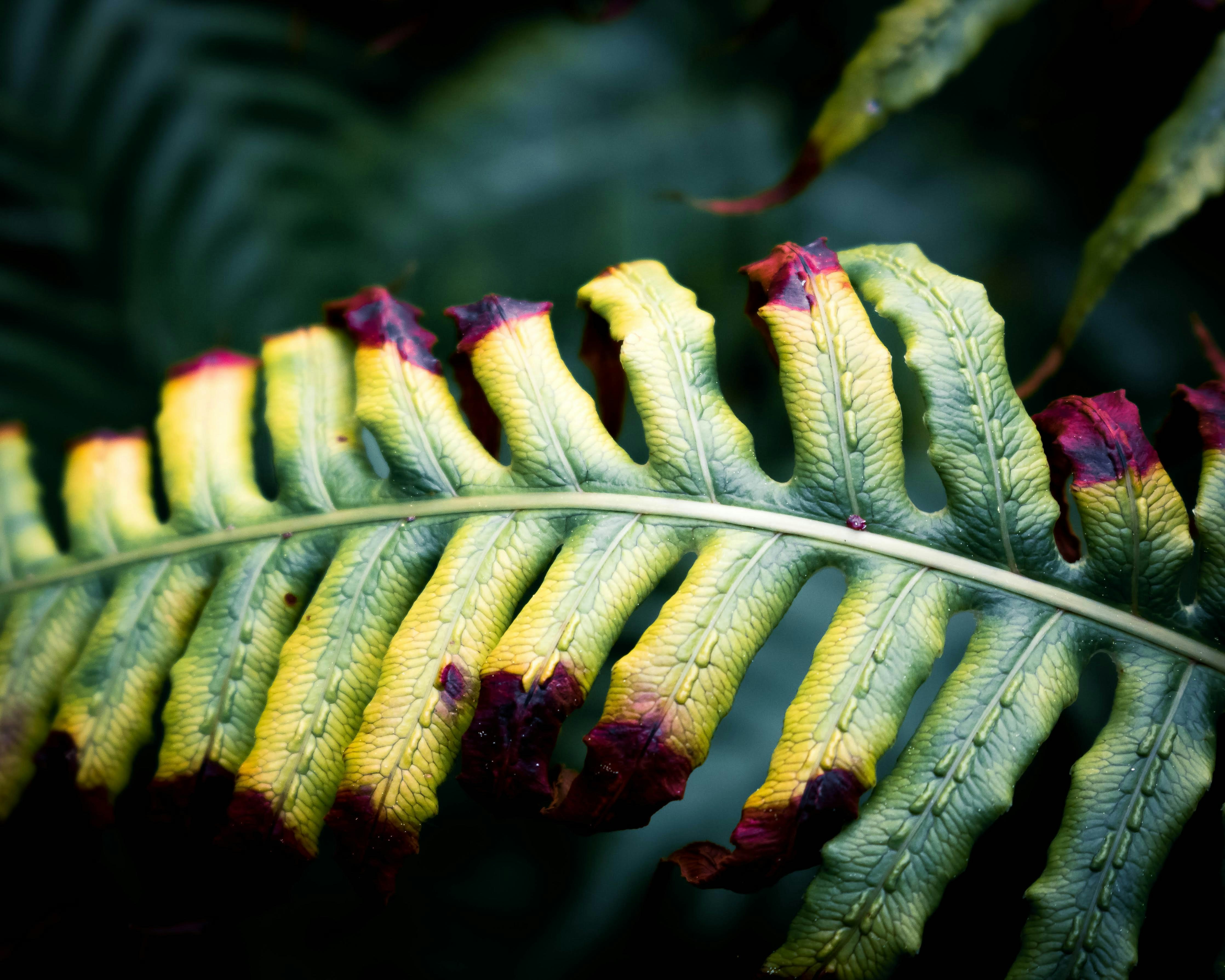 A close up of a green and yellow leaf photo – Free Fern Image on Unsplash