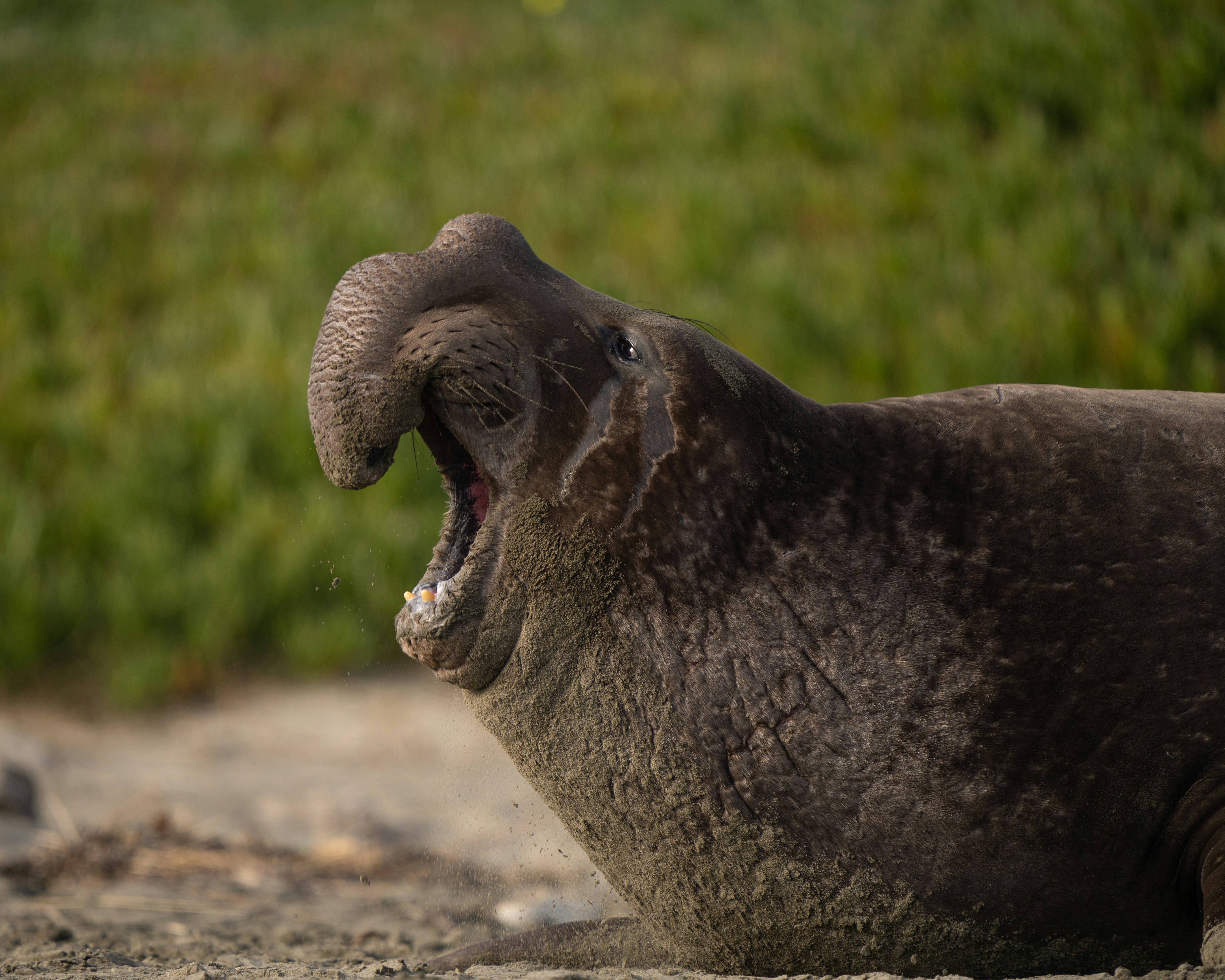 A close up of a elephant laying on the ground photo – Free Drakes beach ...