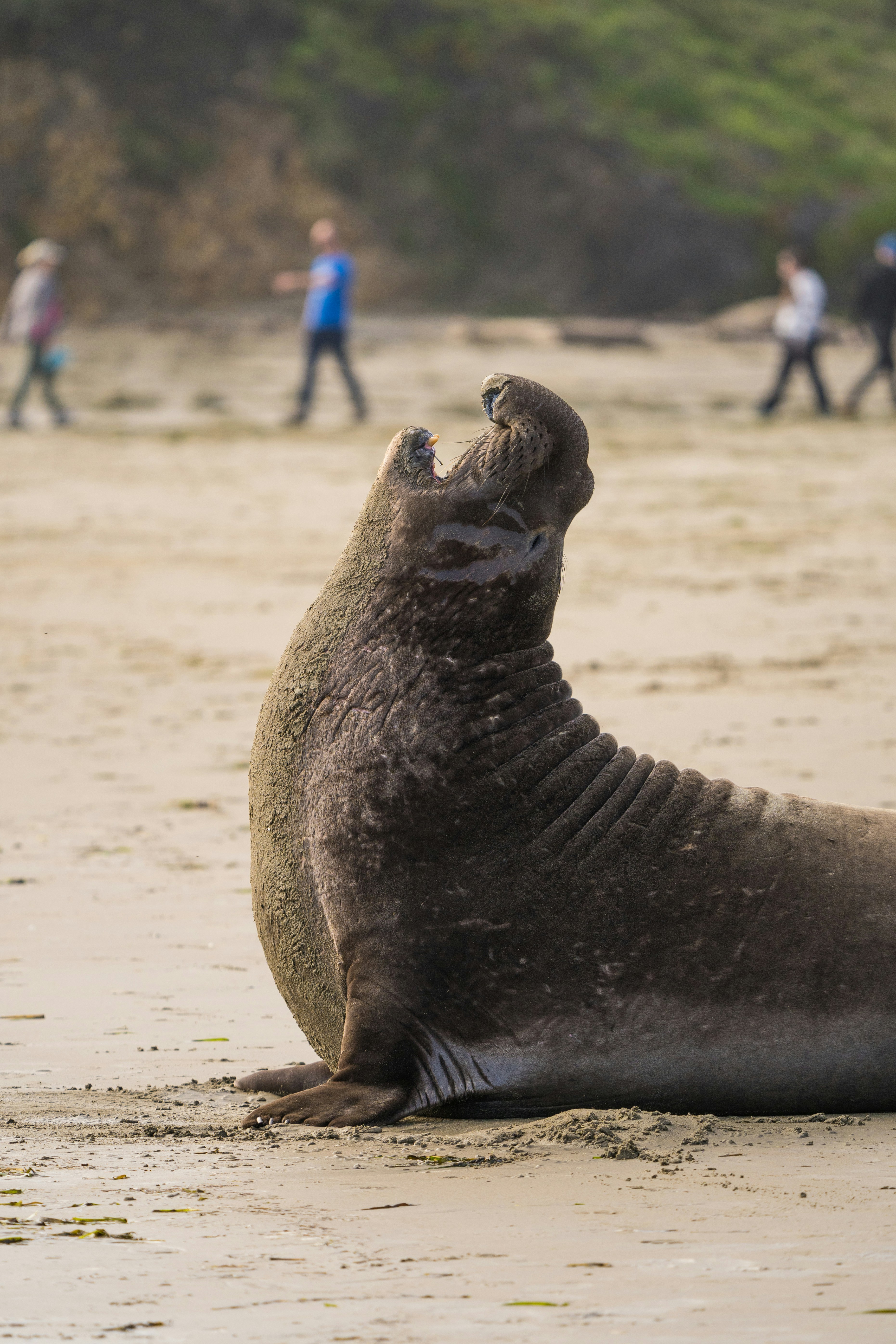 A large seal basking on the sandy beach, with people walking in the background, showcasing a serene coastal scene.