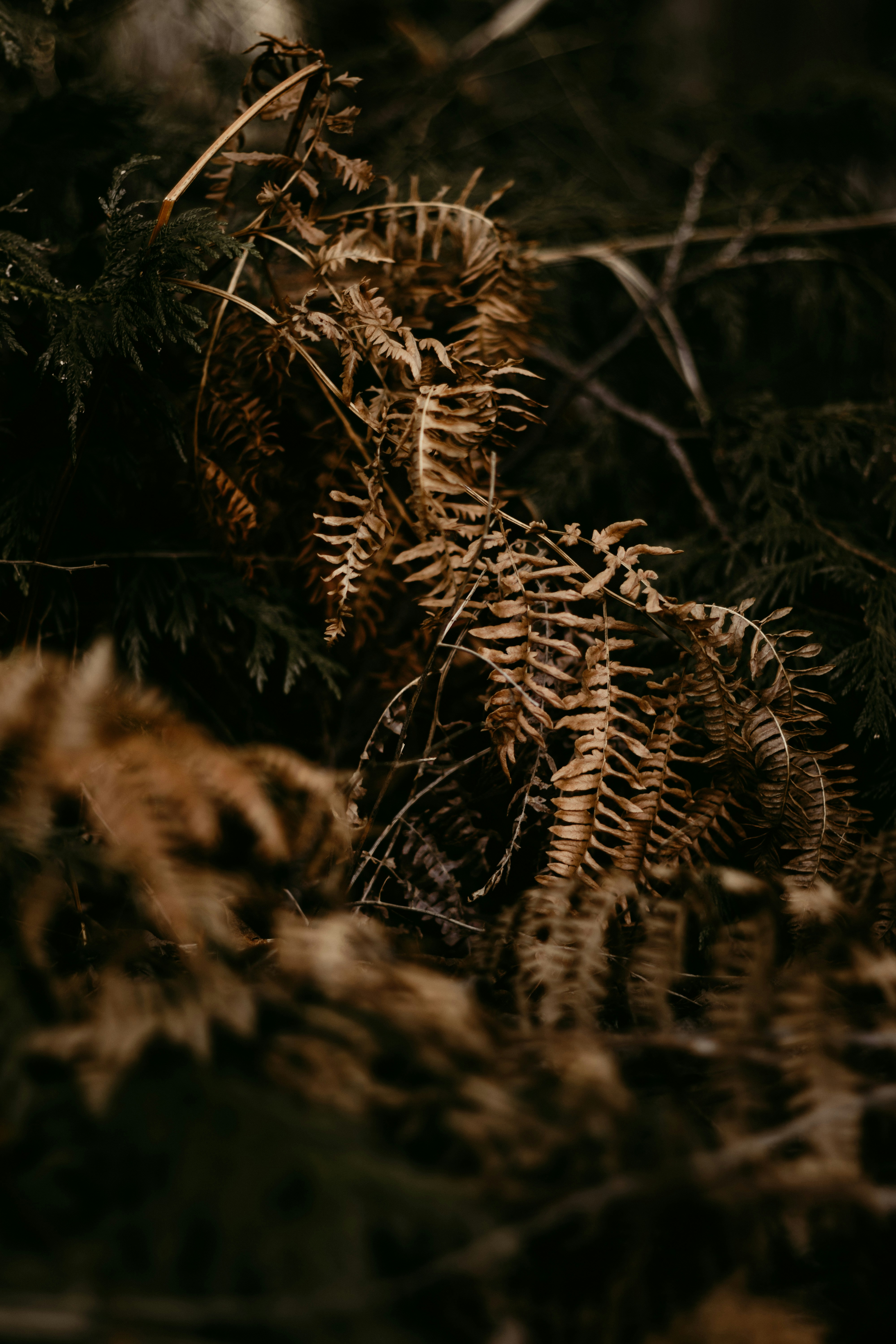 Dried ferns intertwine with dark foliage, creating a textured tapestry of nature's decay. The image captures the essence of a forest floor transitioning into winter.