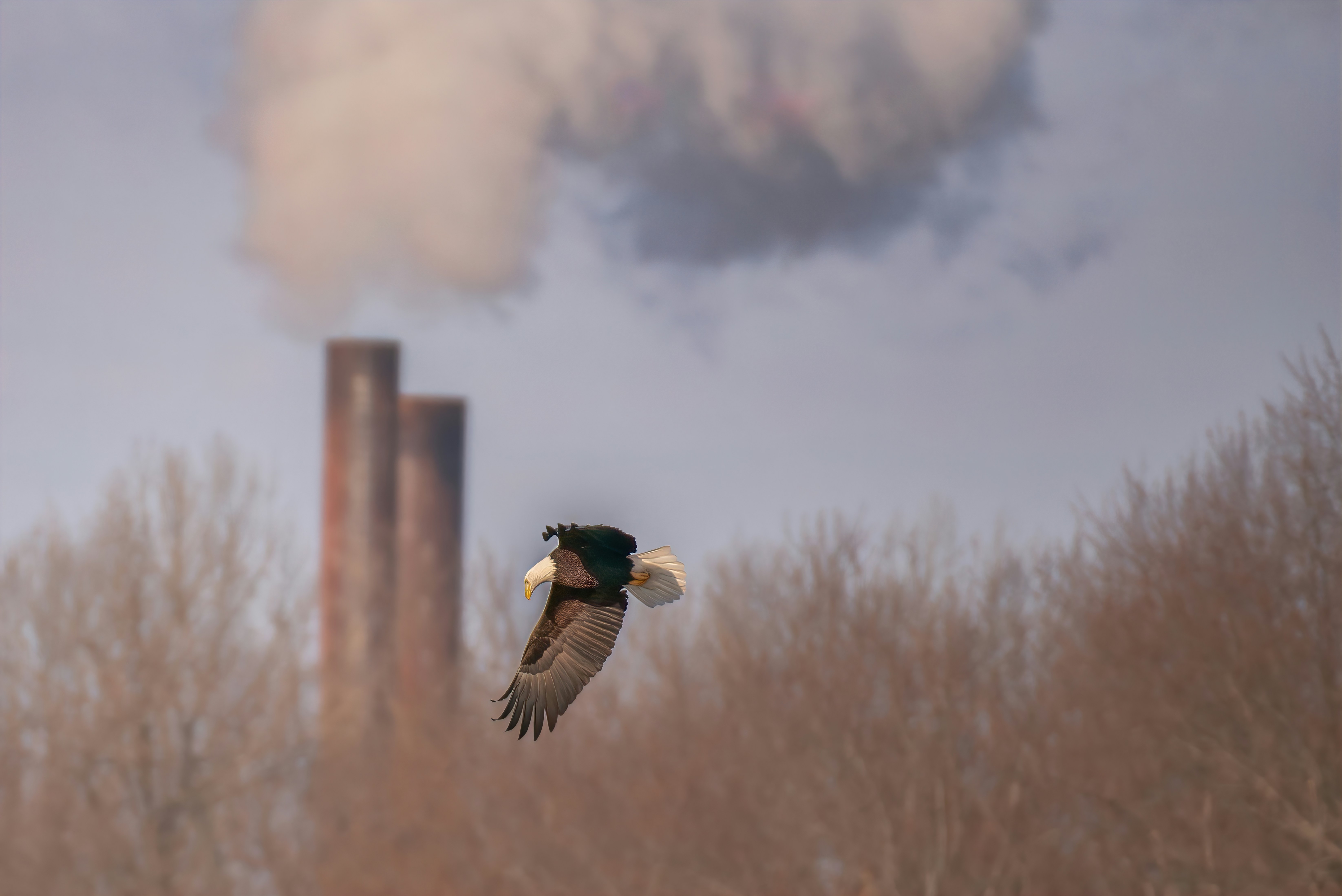 A bird flying in front of a smoke stack photo – Free Animal Image on ...