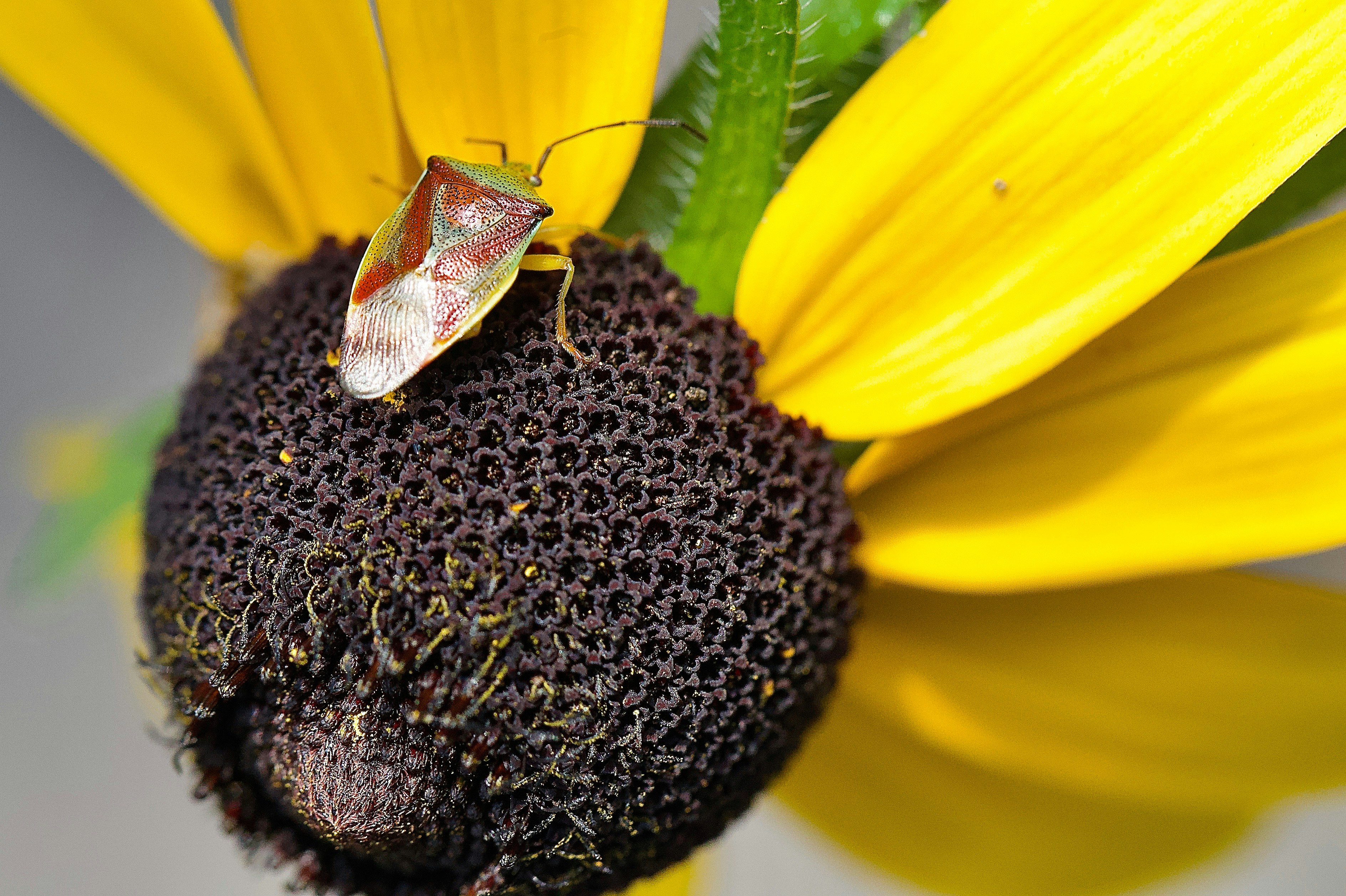 A bug sitting on a sunflower on a sunny day photo – Free Micro Image on ...