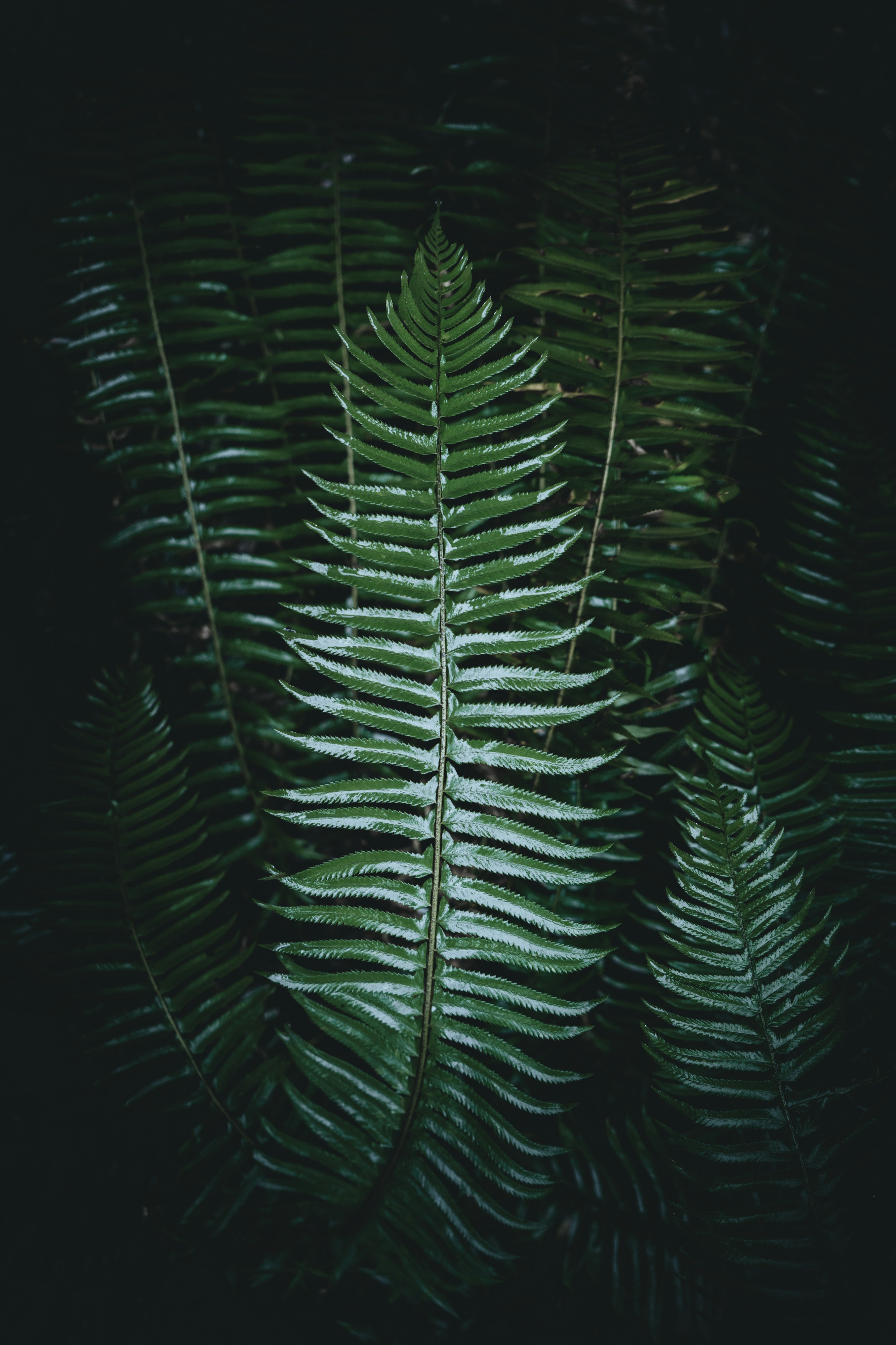 Lush green fern leaves unfurling in a dimly lit forest, showcasing intricate patterns against a dark backdrop.